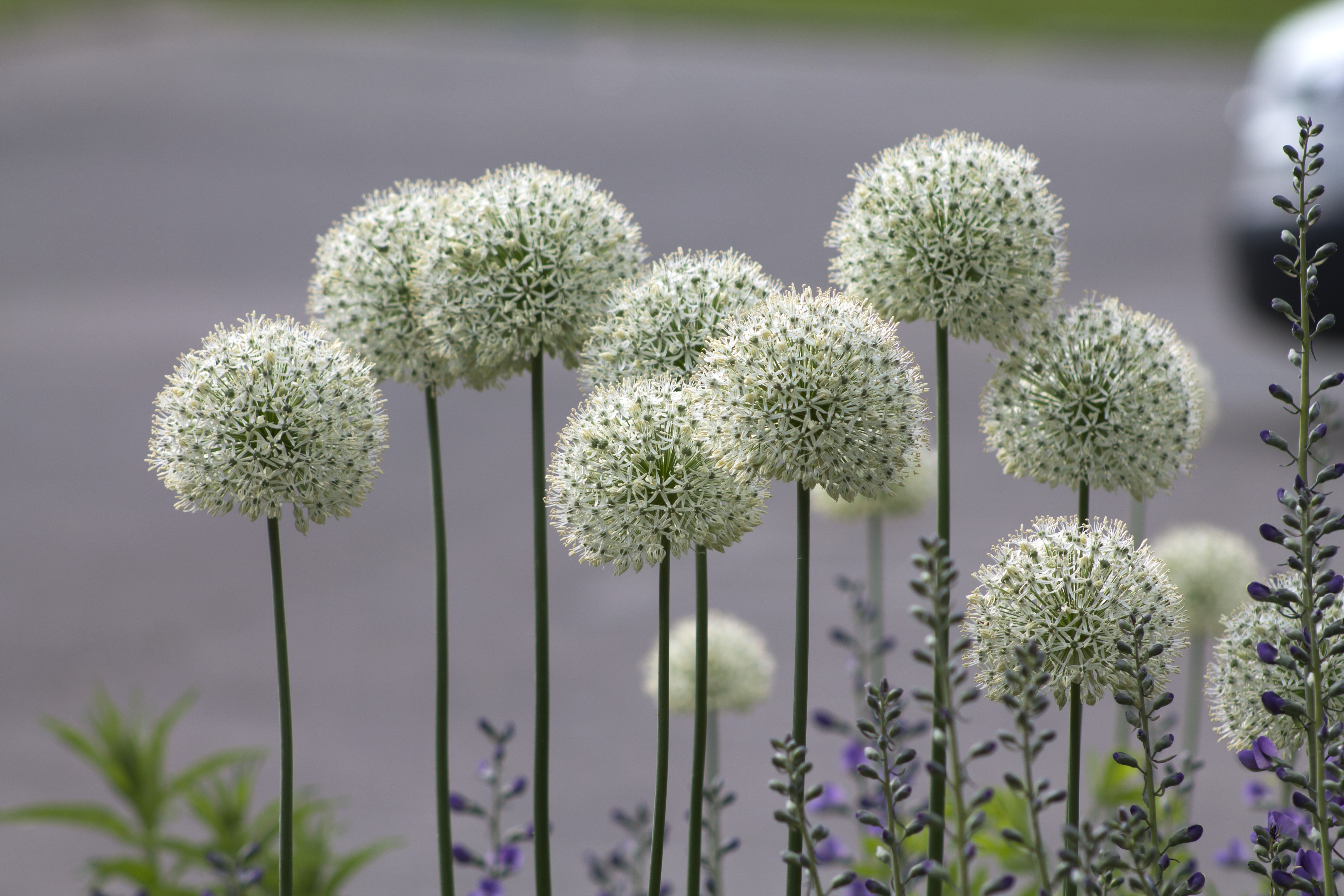 Large Round Puffs by APlusDesign