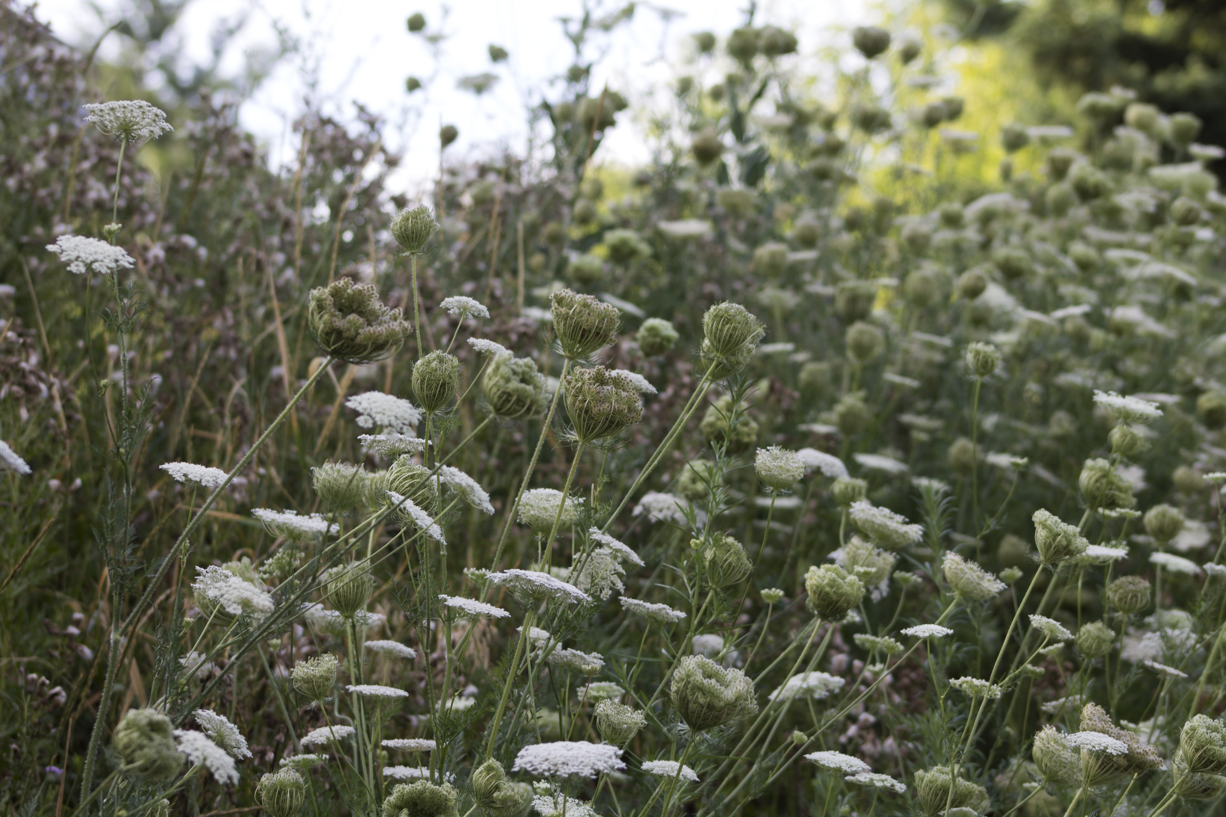 Floral Plant Growth by APlusDesign