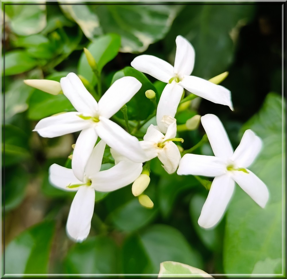 Jasminum azoricum by nemesis74s