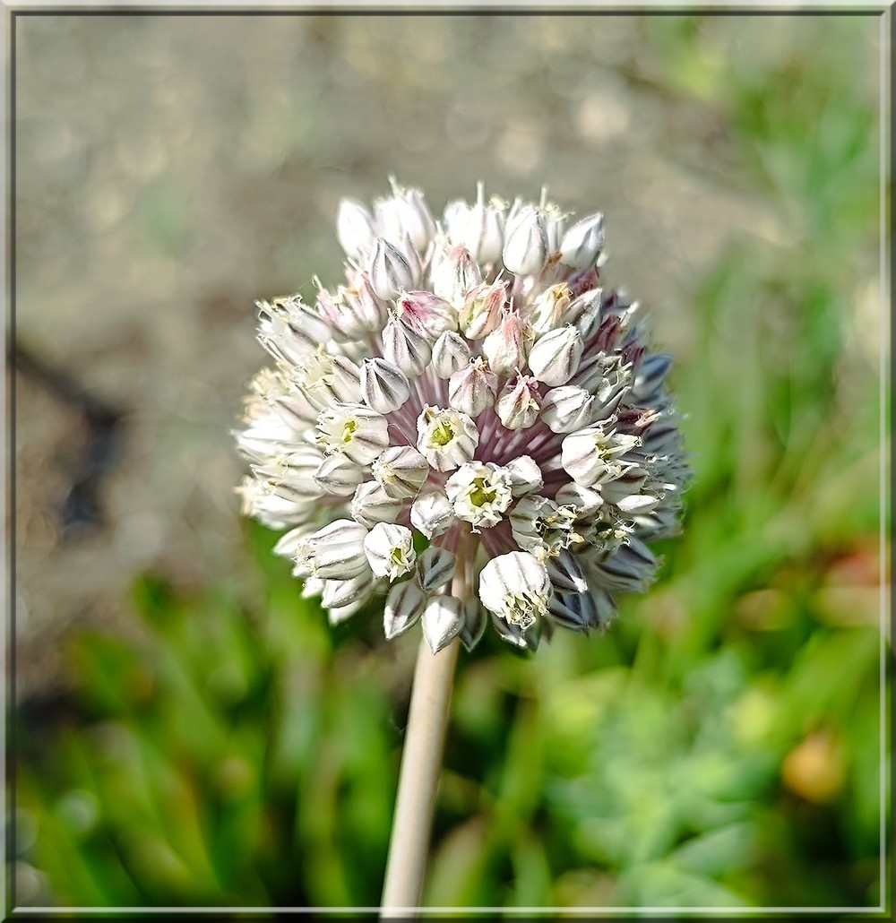 Allium polyanthum by nemesis74s