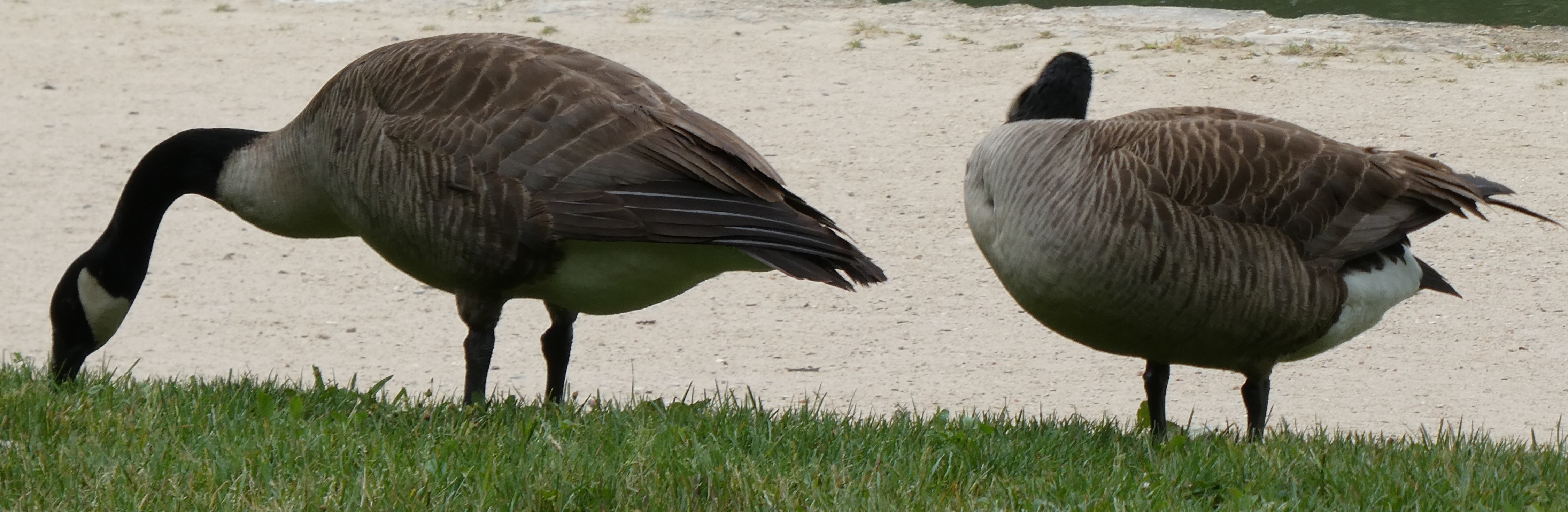 Wild Goose by moochagoo