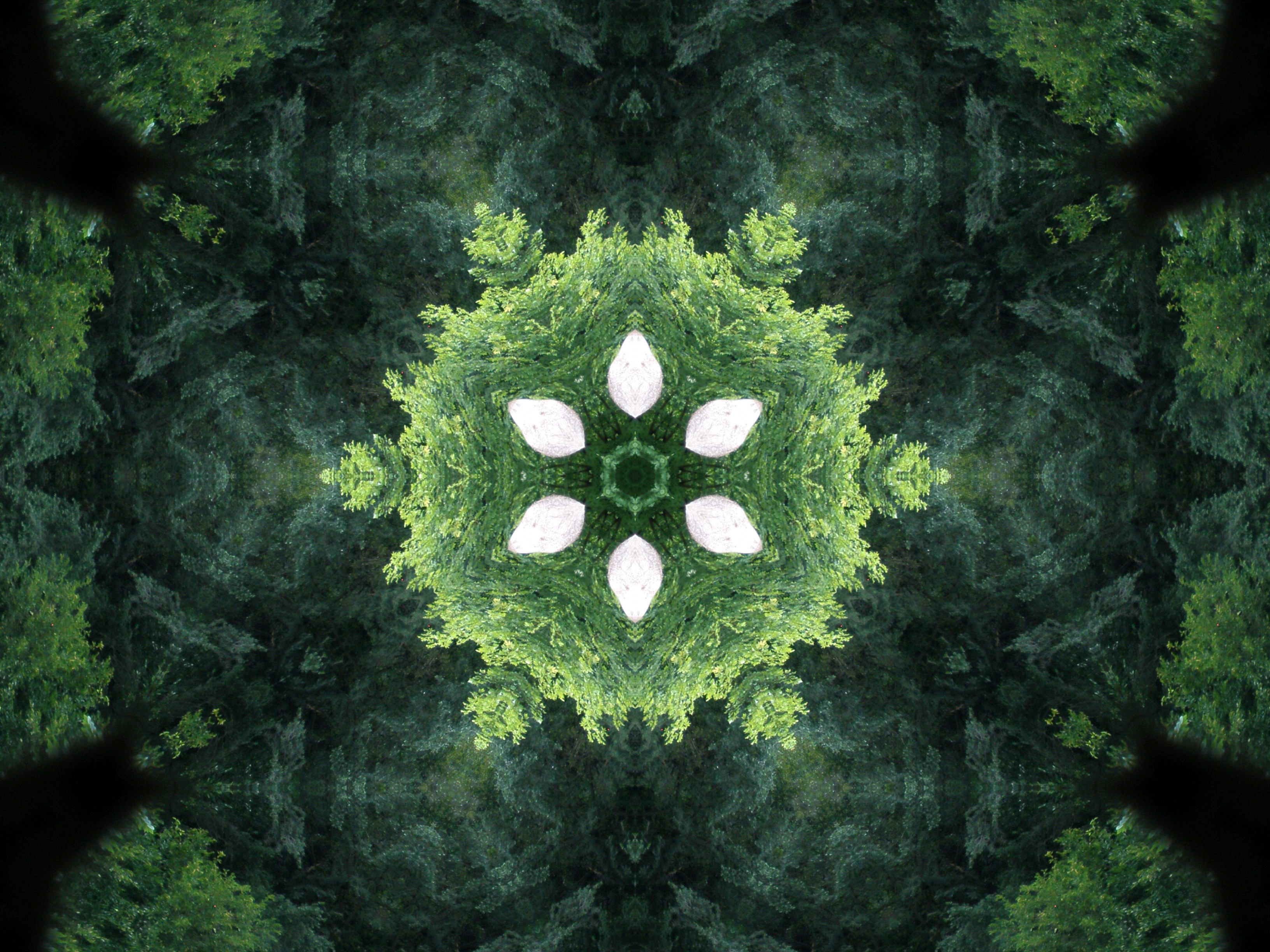 Hedge Decal by TerraMoore