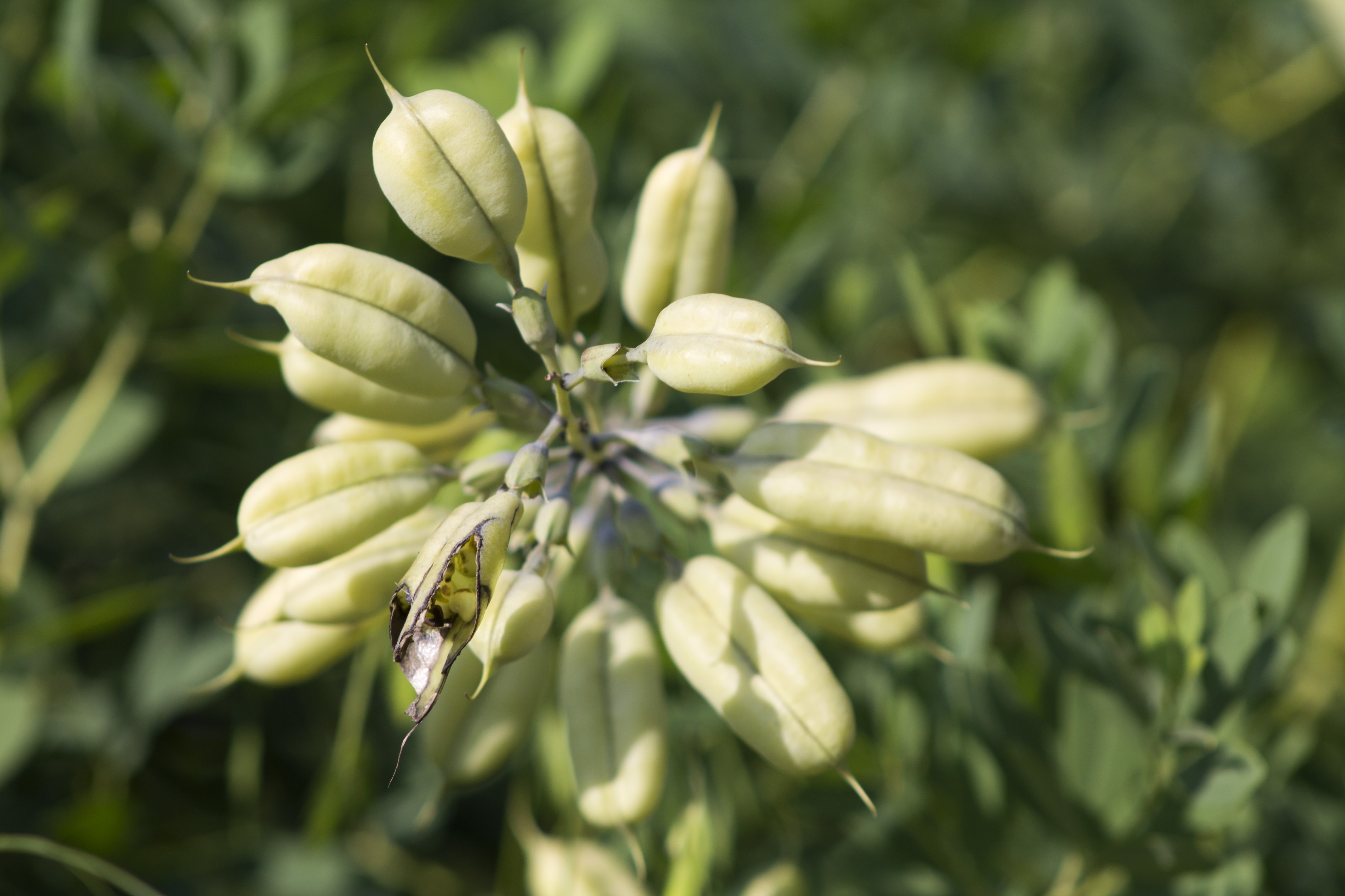 Plant Pods by APlusDesign