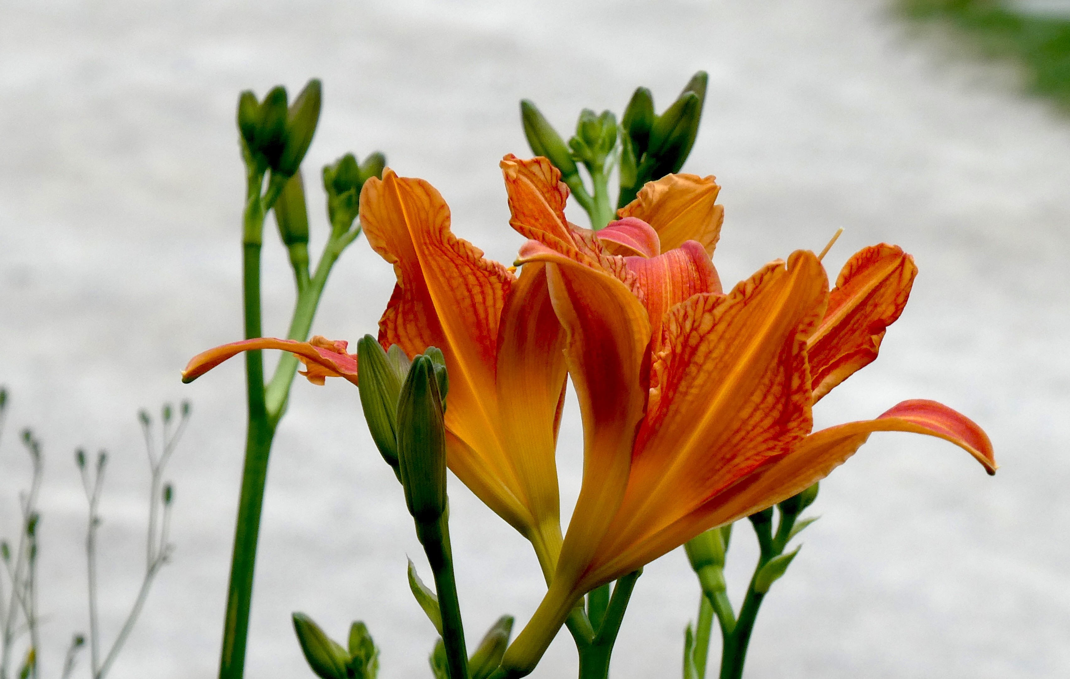 Hemerocallis fulva - 2 by moochagoo