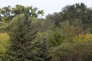 Tops of Different Trees by APlusDesign