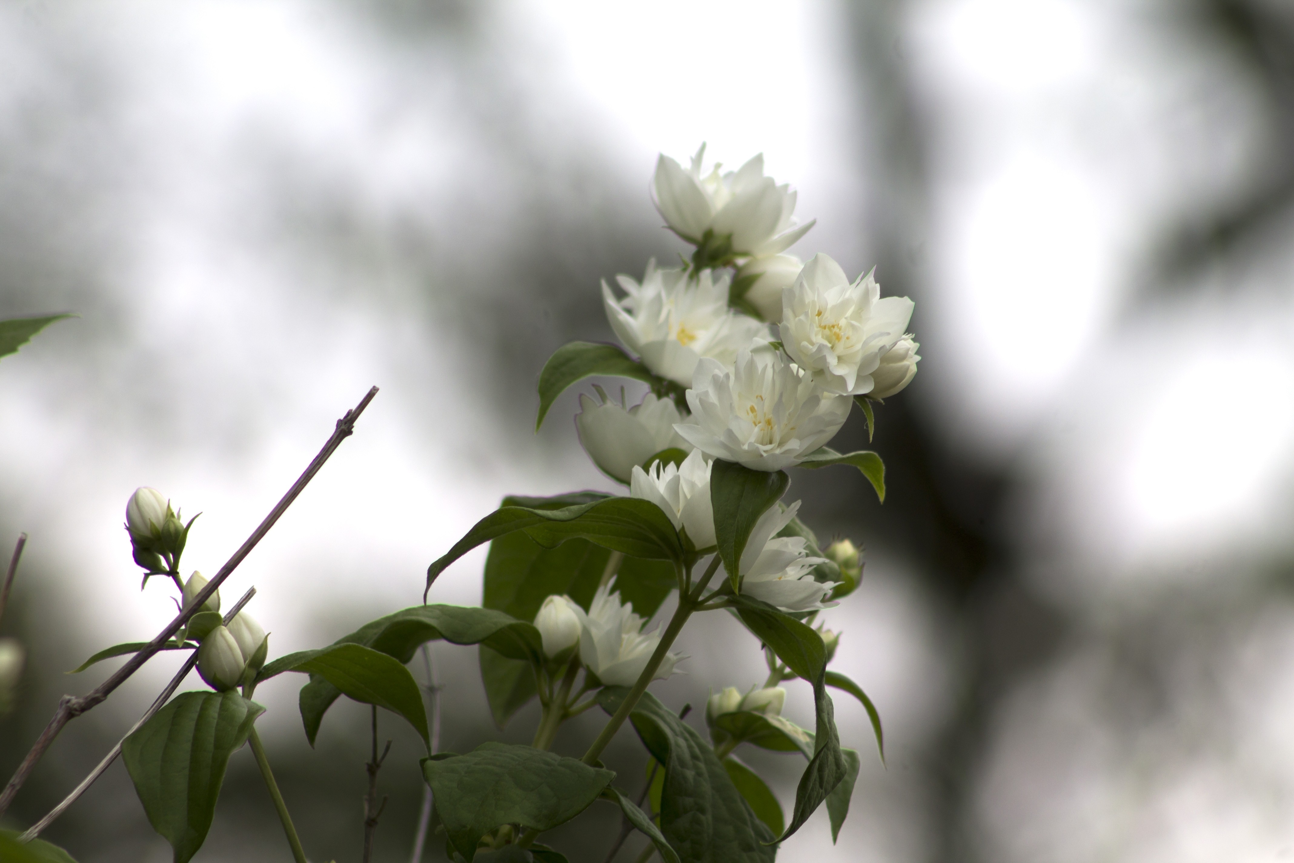 Rising Small White Flowers by APlusDesign