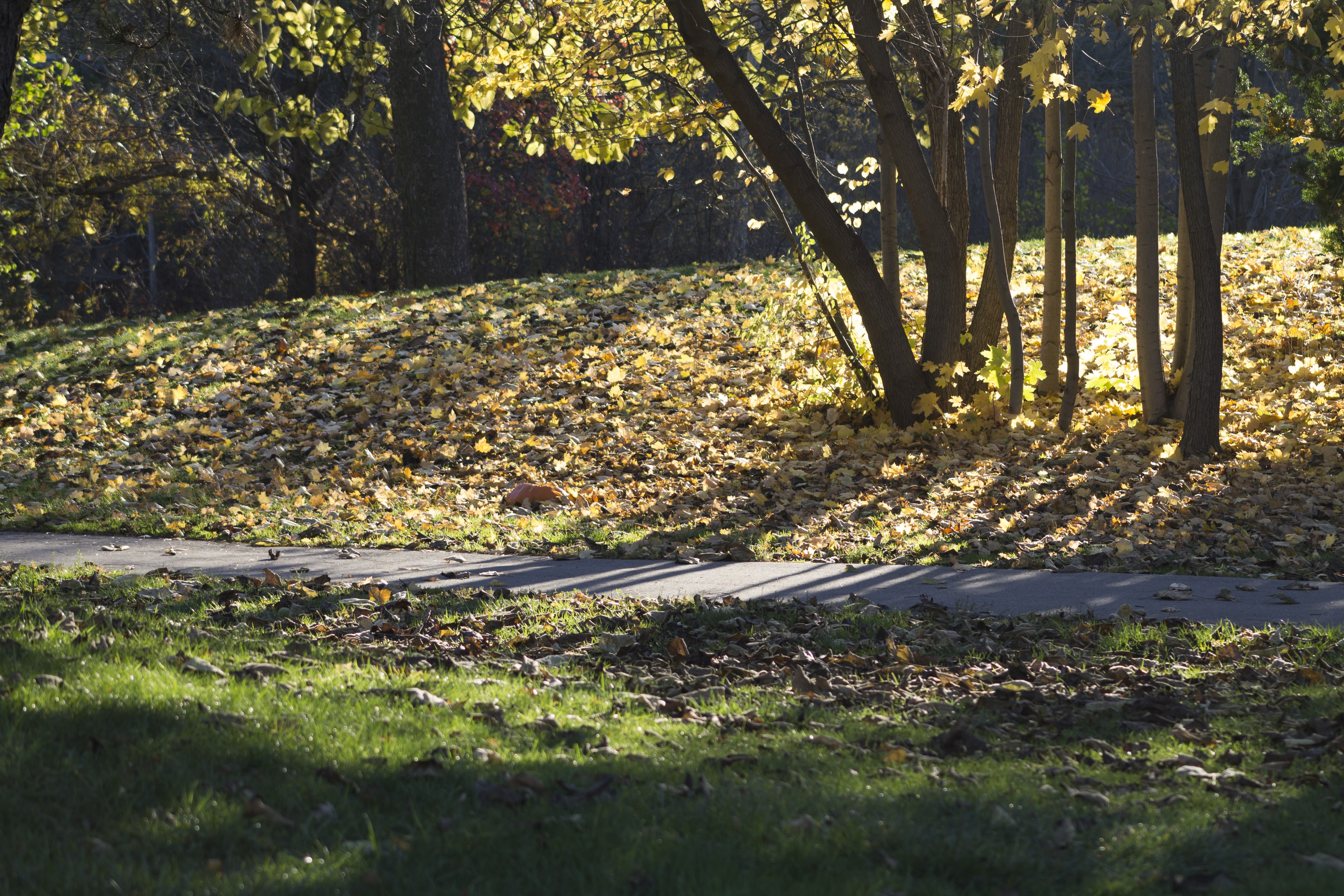 Fall Day Pathway by APlusDesign