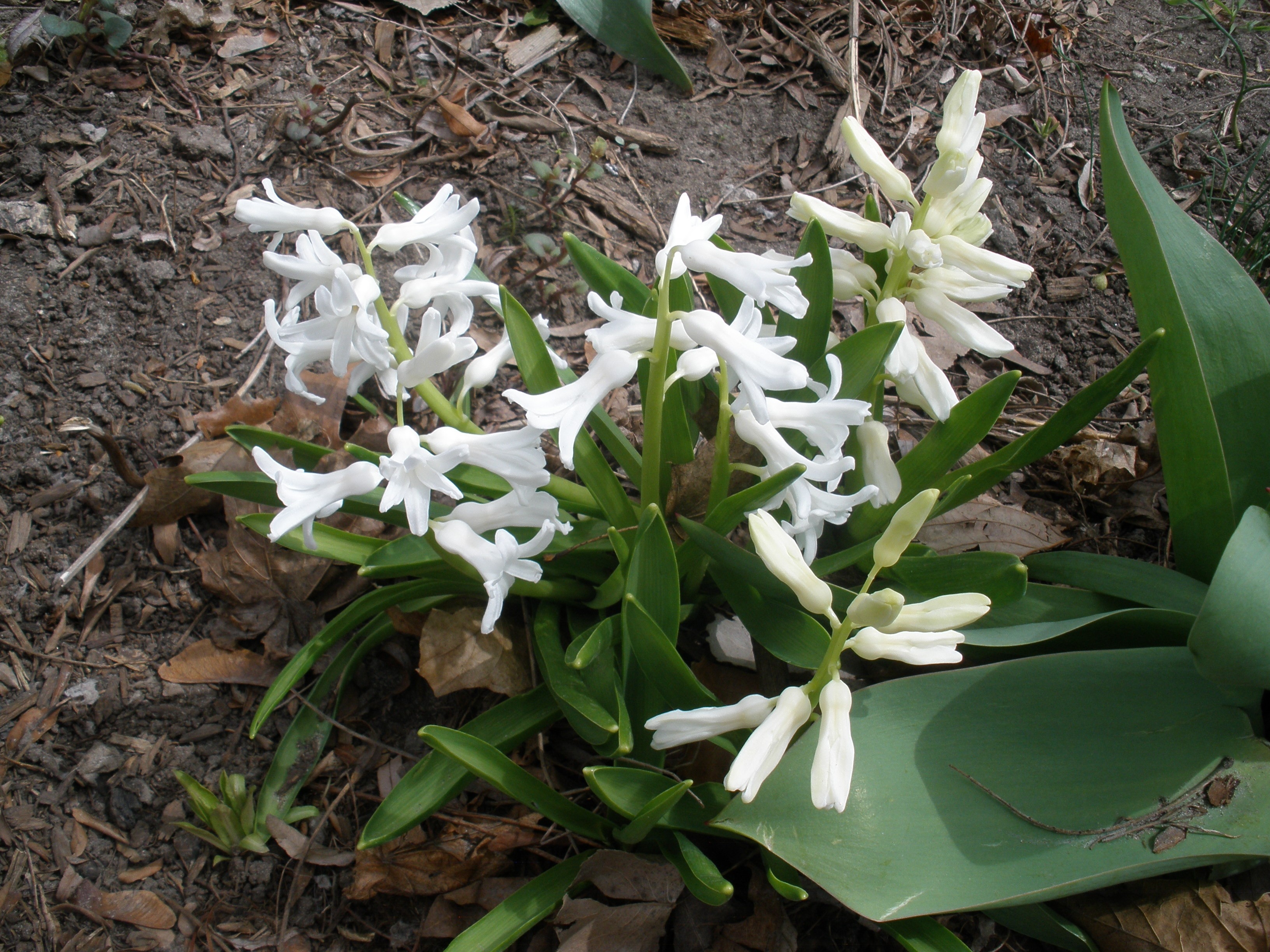 Little White Flowers at the Waterfront by APlusDesign