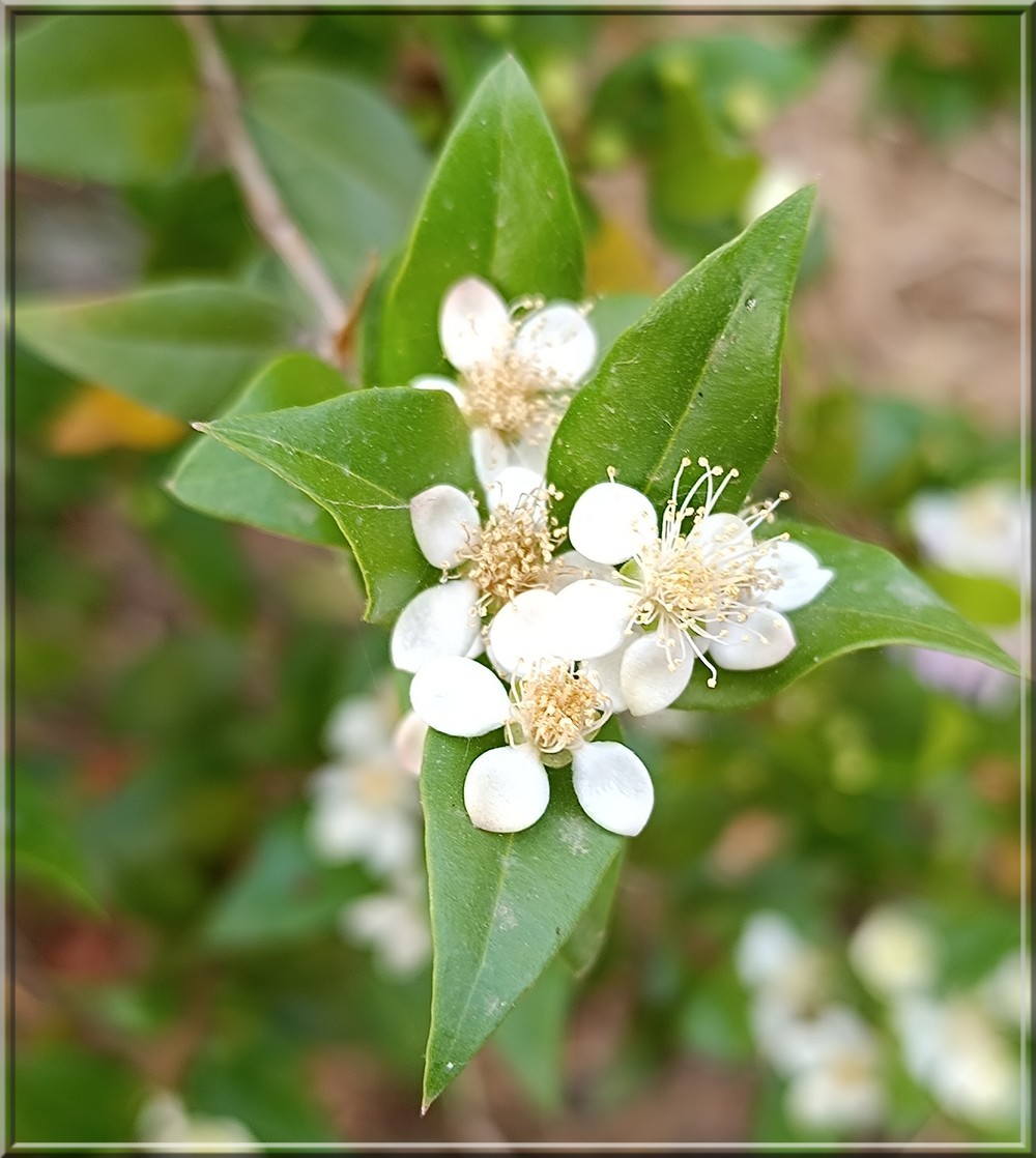 Wild myrtle by nemesis74s