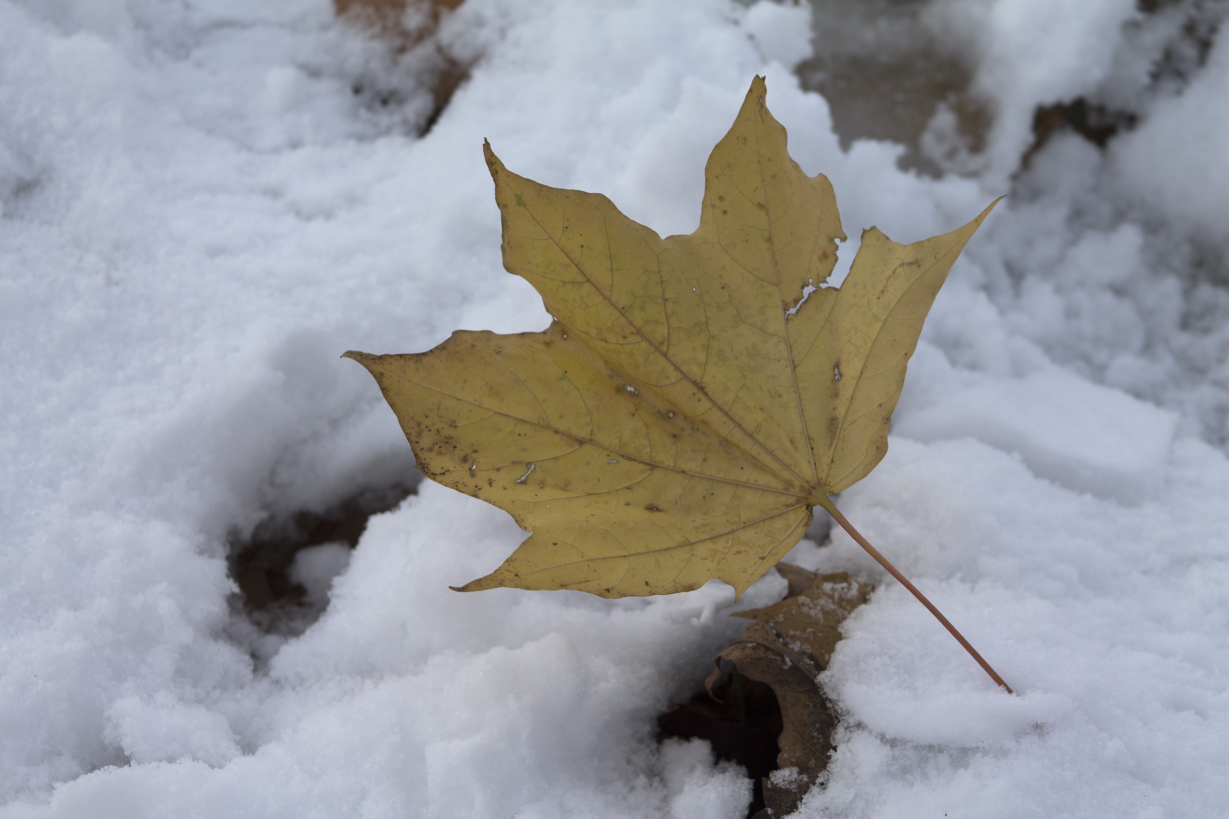 Leaf on the Snow by APlusDesign