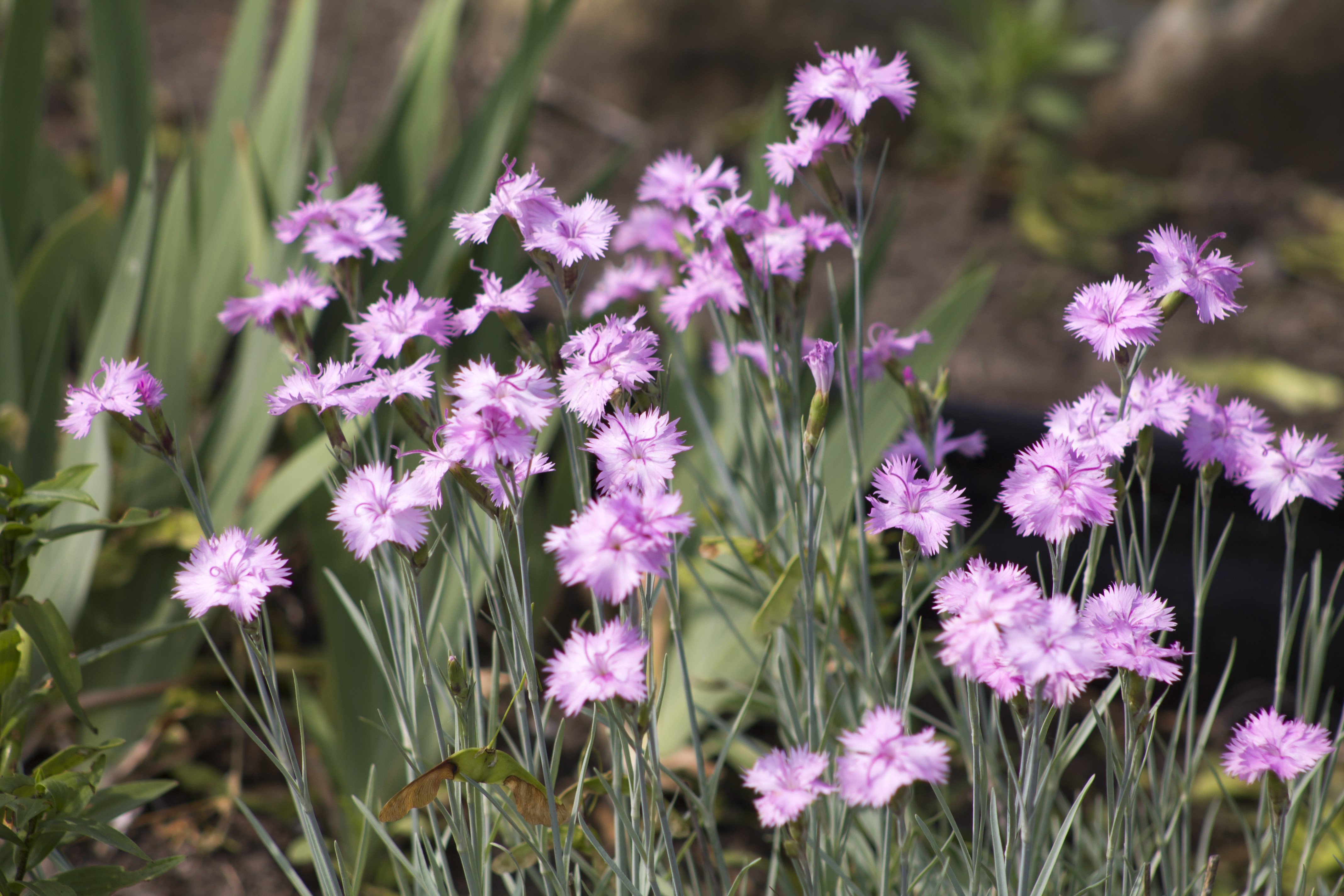 Lots of Frilly Flowers by APlusDesign