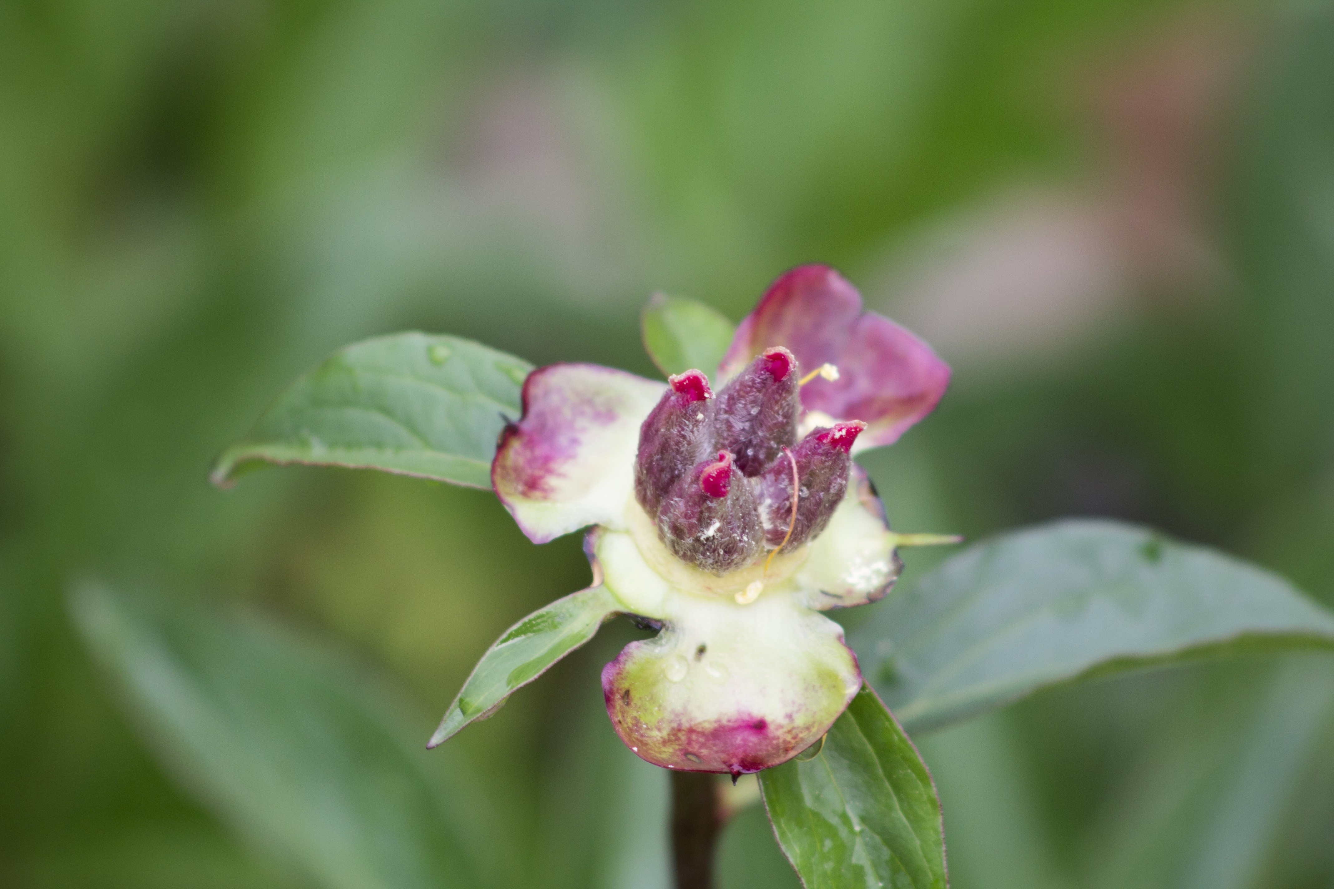 Flower with Lost Petals by APlusDesign