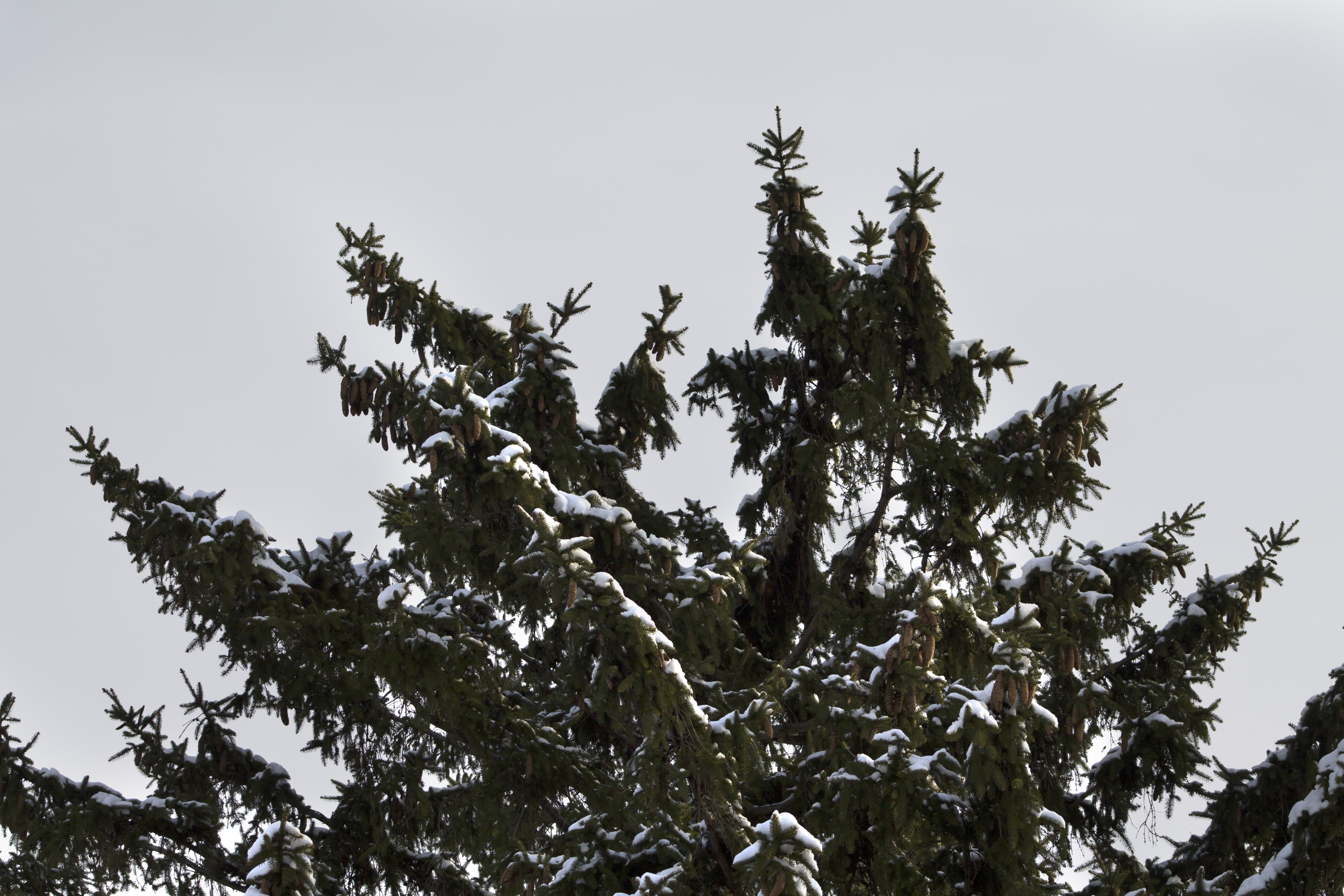Looking up at the Top of the Snowy Pine by APlusDesign