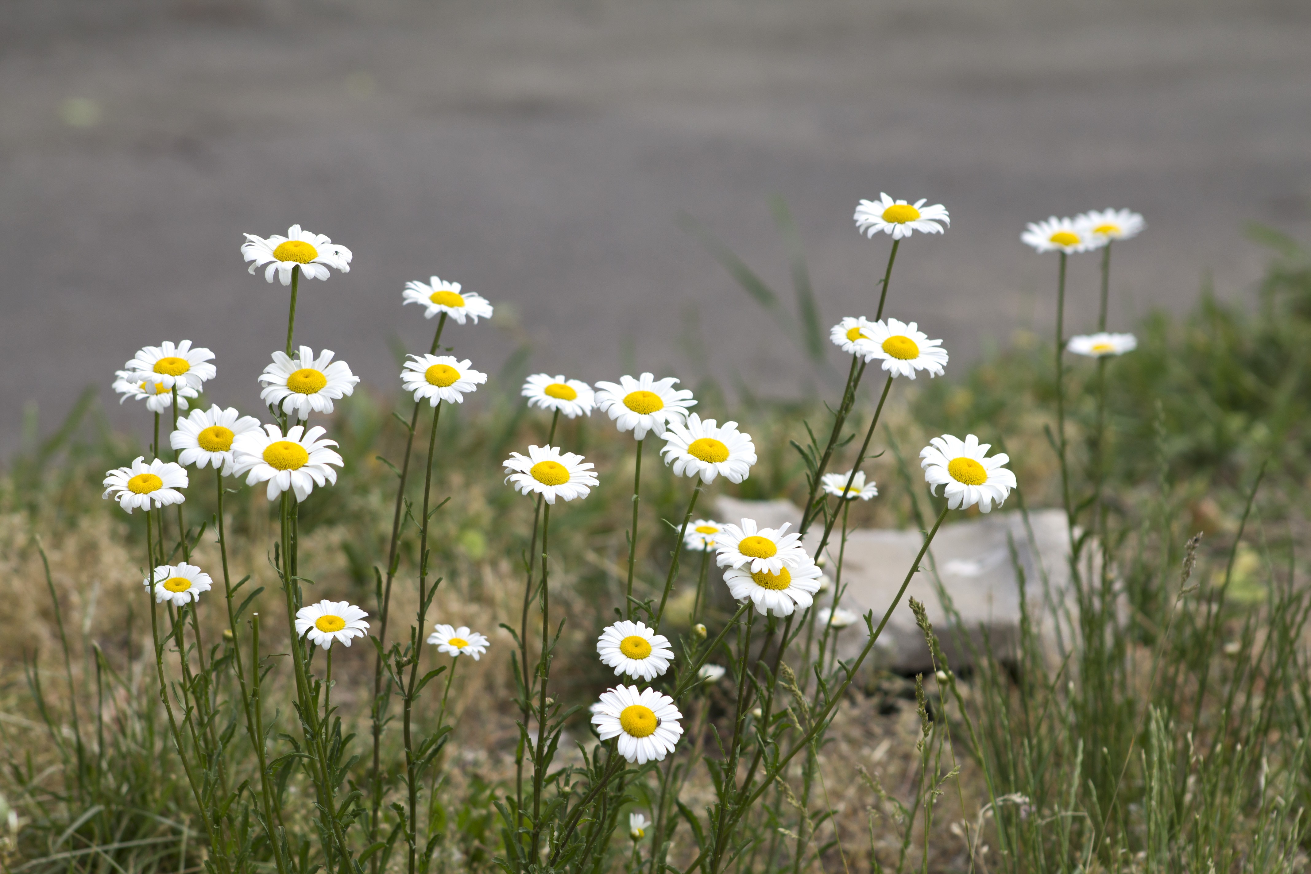 Small Daisies by APlusDesign