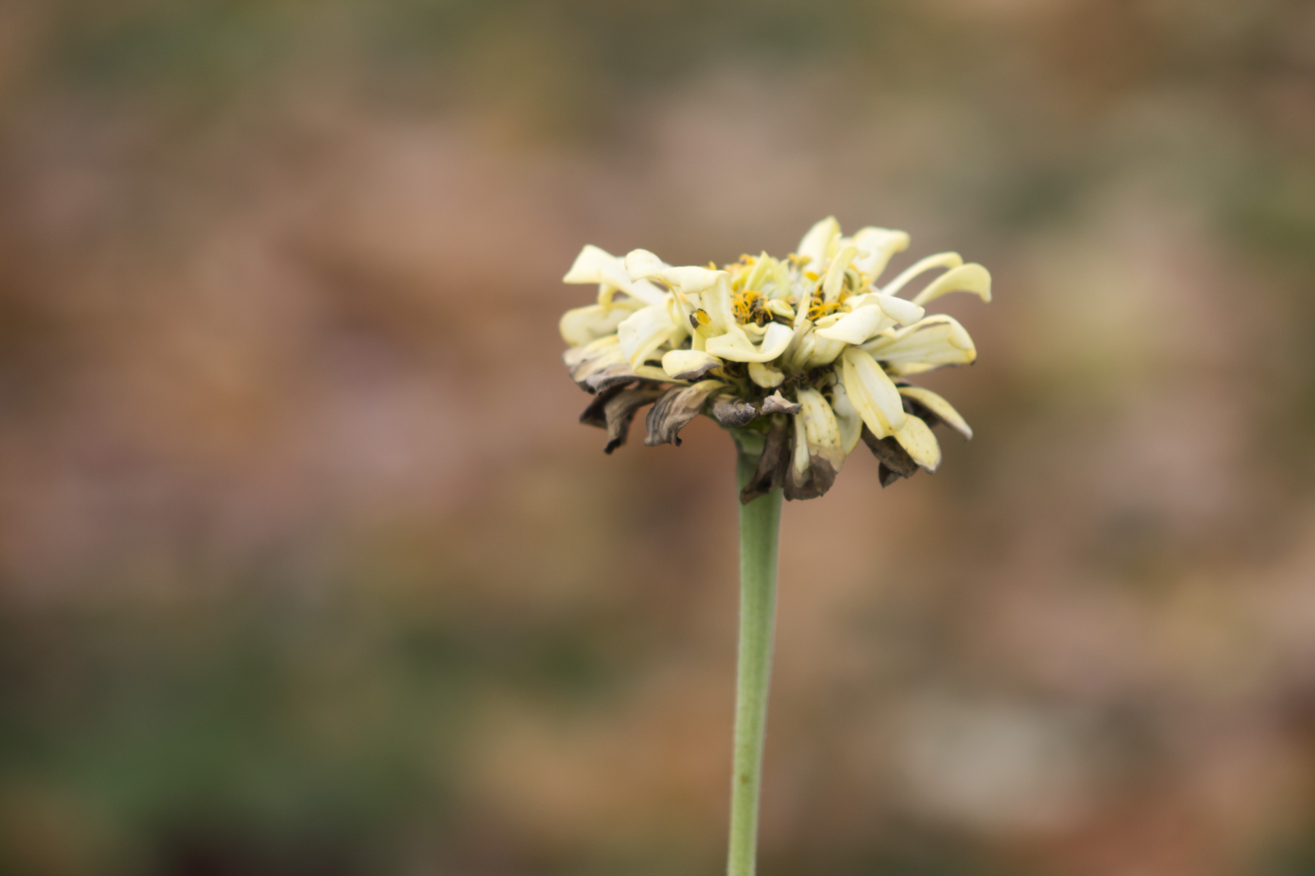 Single Aging Flower by APlusDesign
