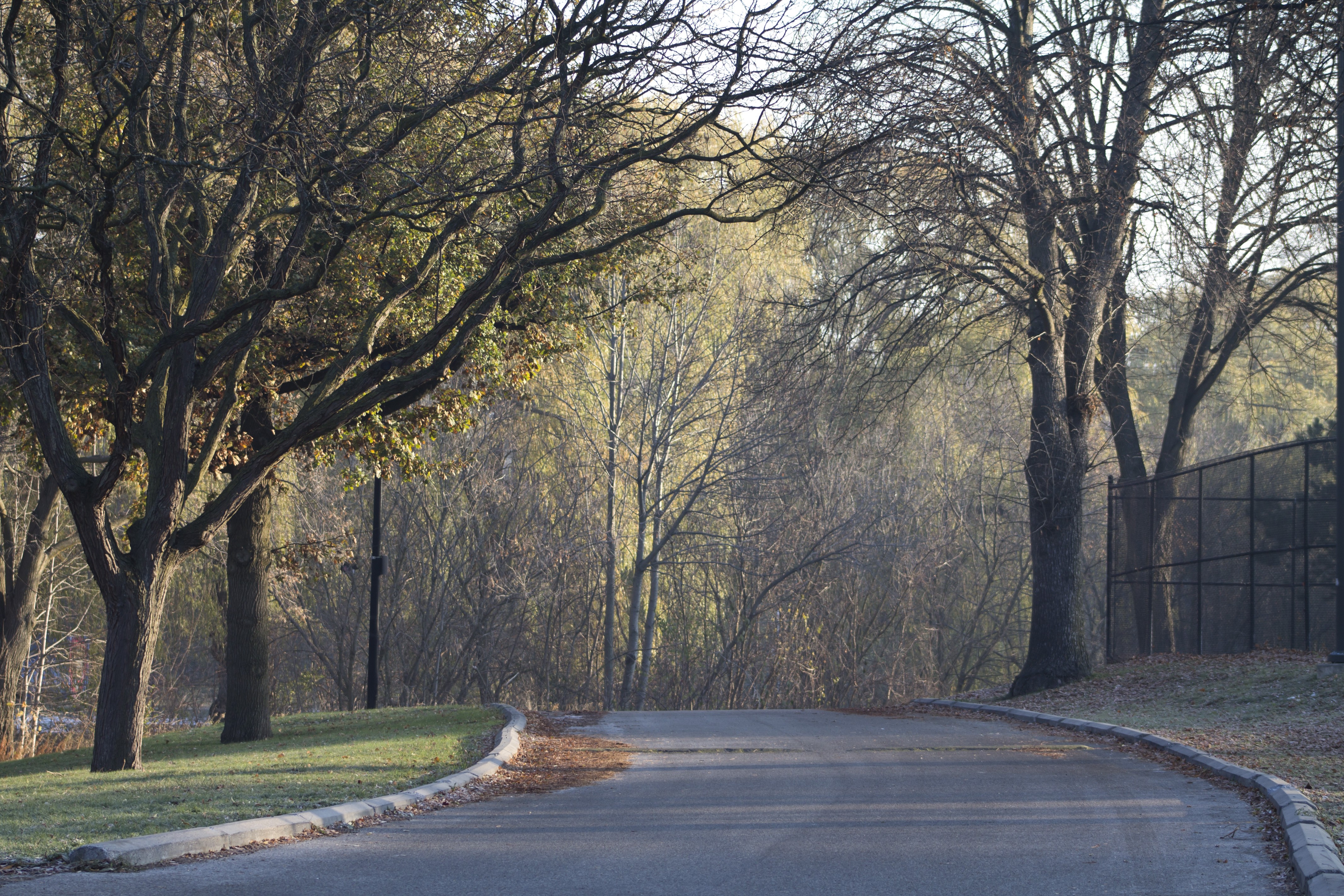 Road Flanked by Trees by APlusDesign
