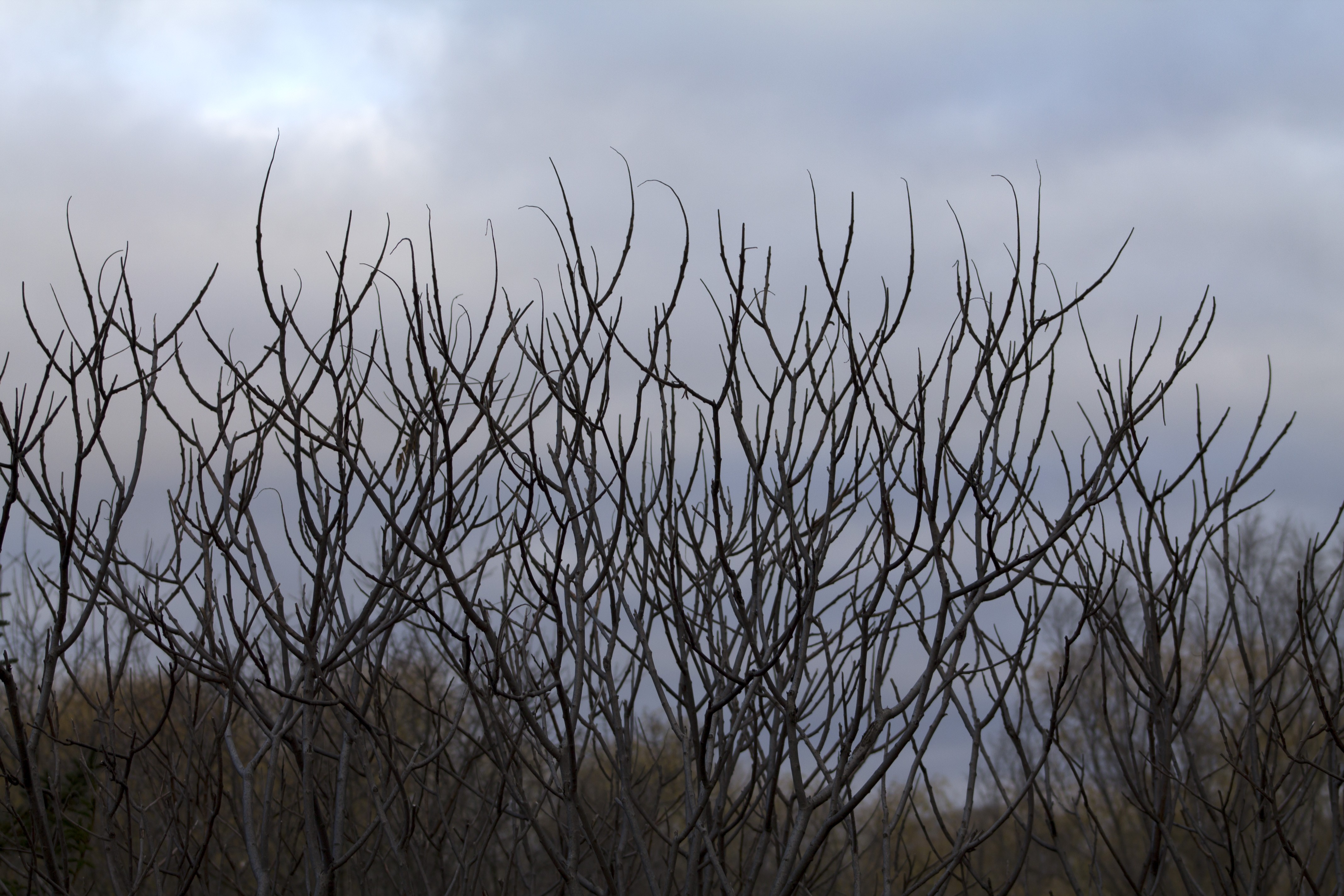 Curving Branches to the Sky by APlusDesign