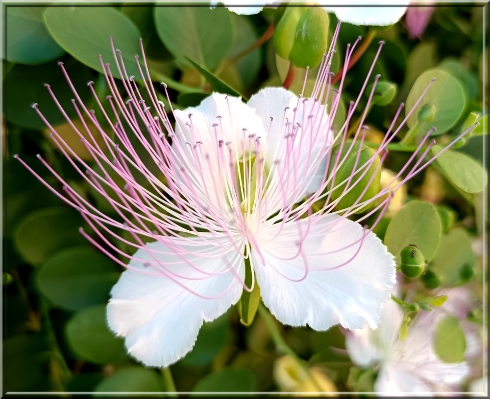 Caper flower by nemesis74s
