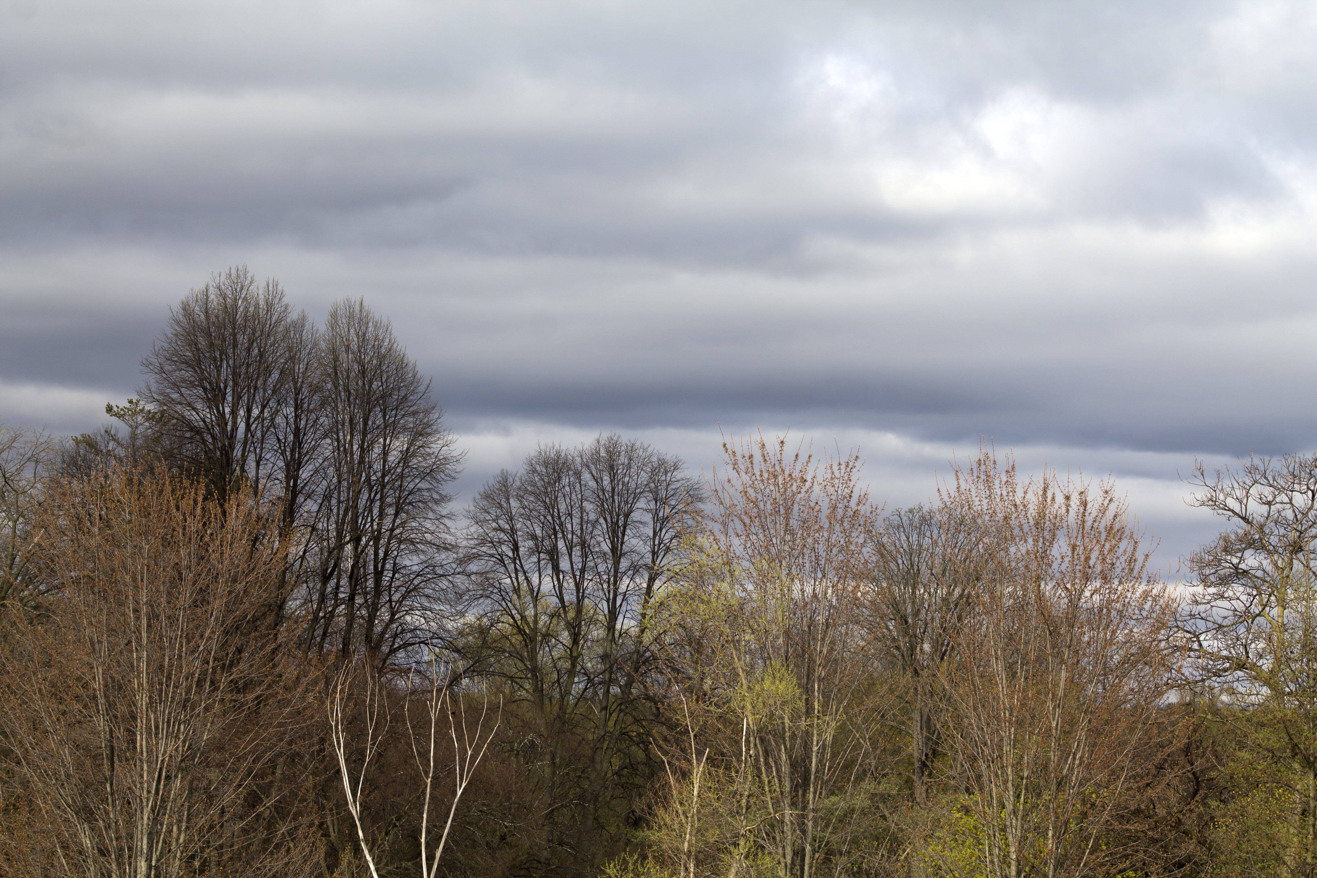 Thick Grey Clouds Over the Trees by APlusDesign