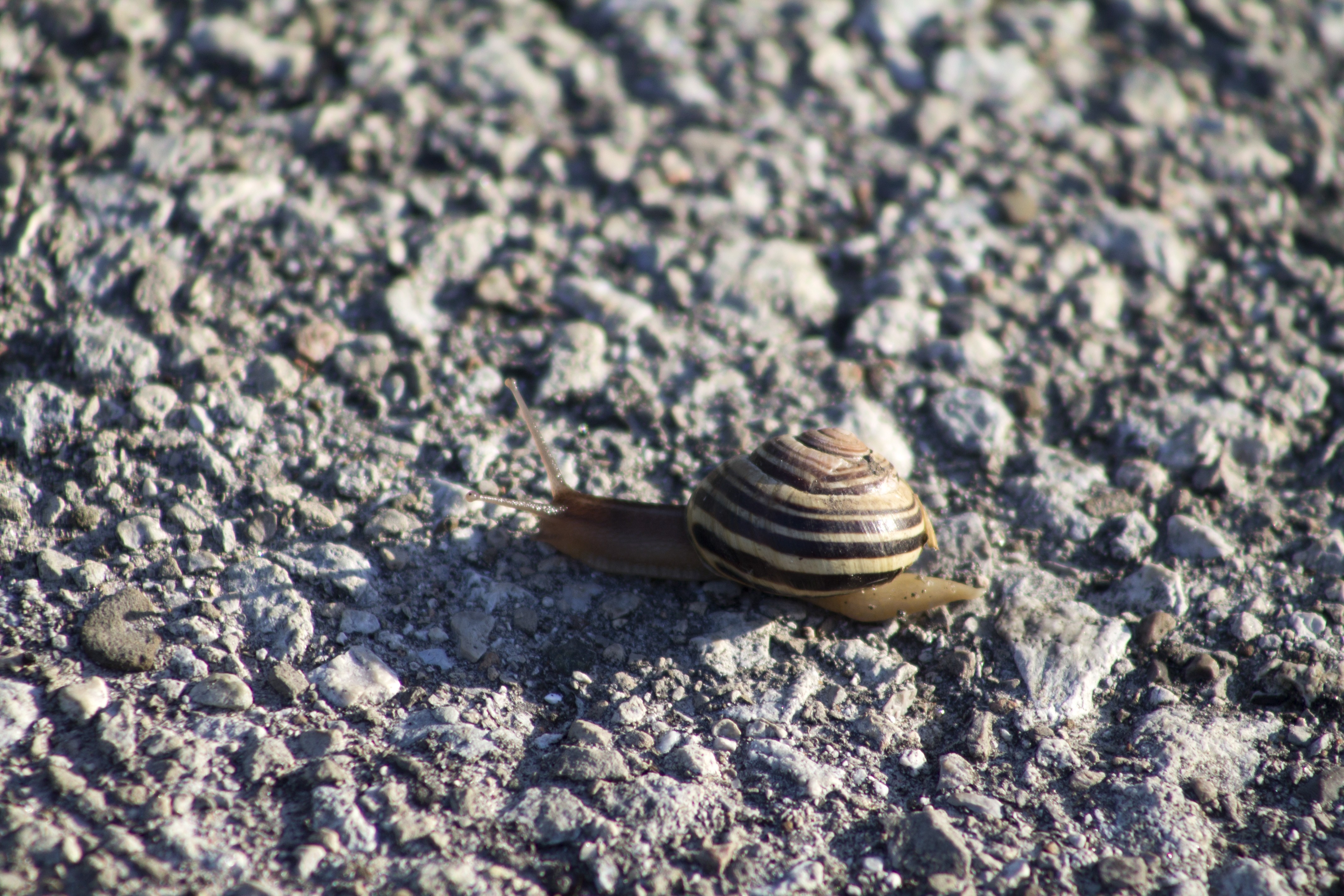 Snail Making Their Way Across the Ground by APlusDesign
