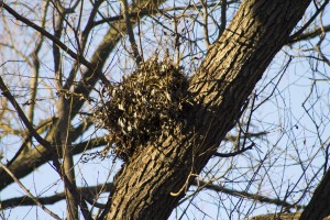 Nest in the Tree by APlusDesign