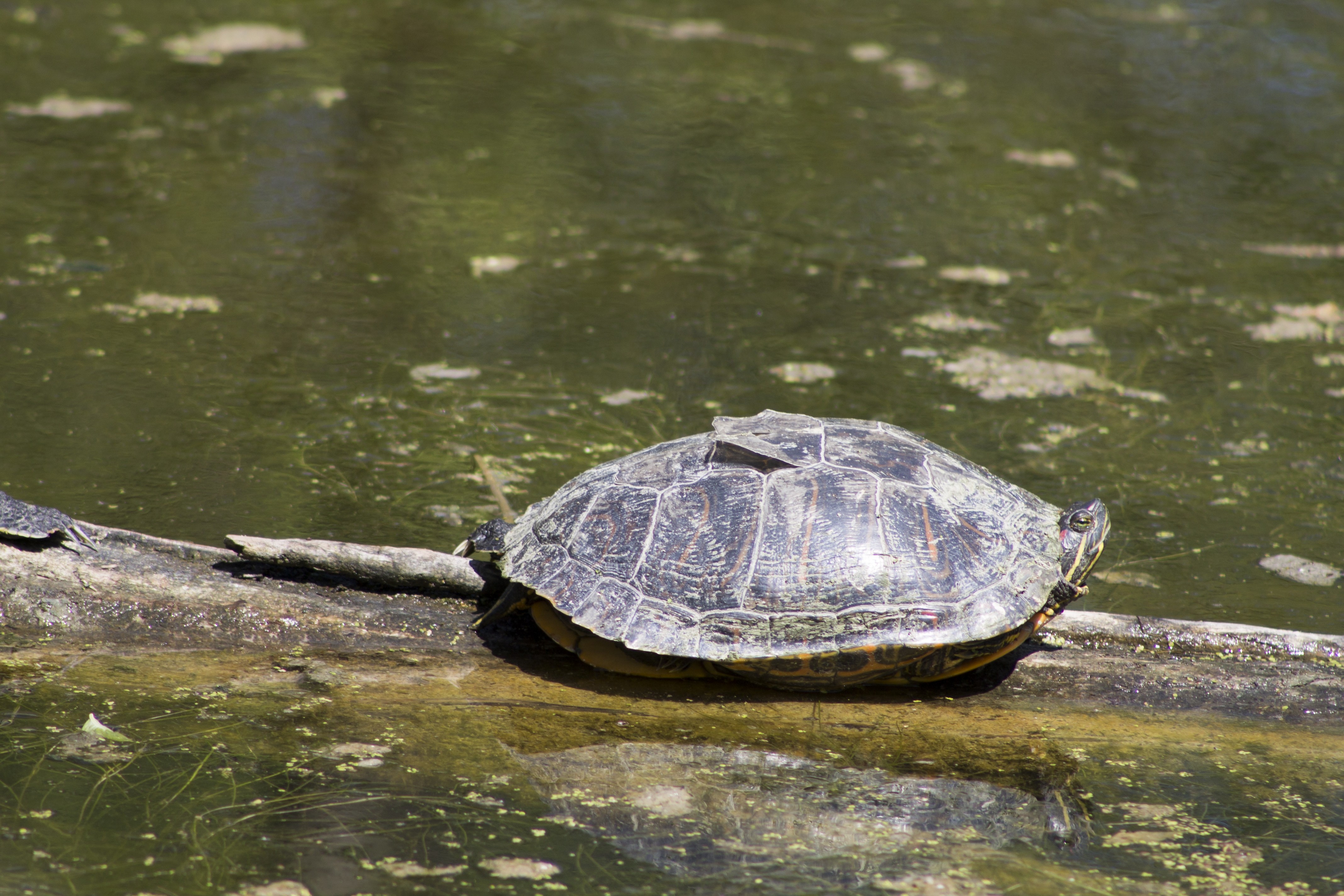 Turtle Mostly in the Shell by APlusDesign