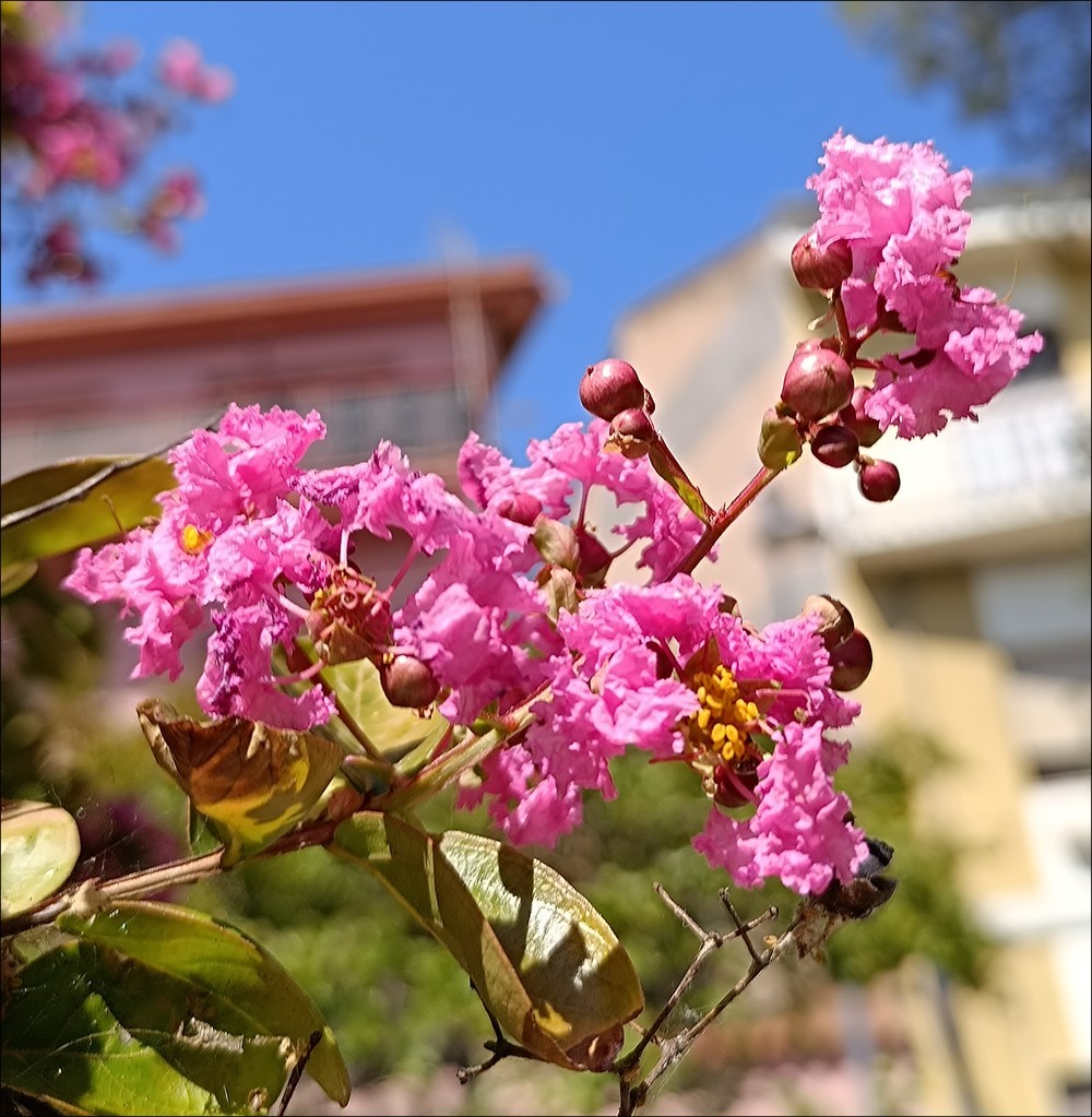 Lagerstroemia indica by nemesis74s