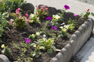 Small Plants in the Garden by APlusDesign