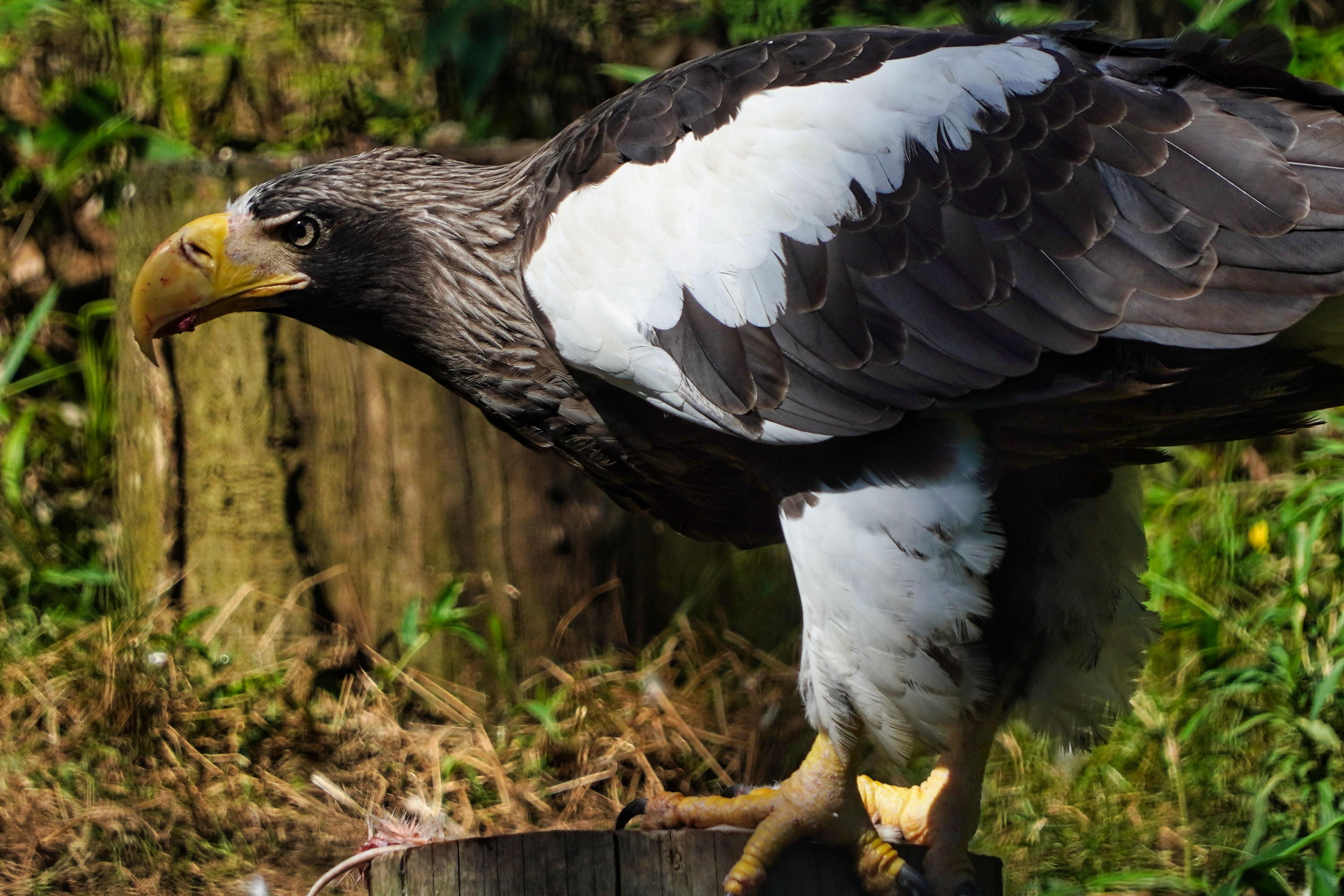 Eagle by Ark_Pilot