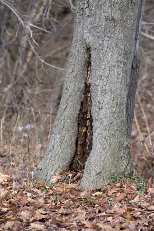 The Base of the Tree by APlusDesign