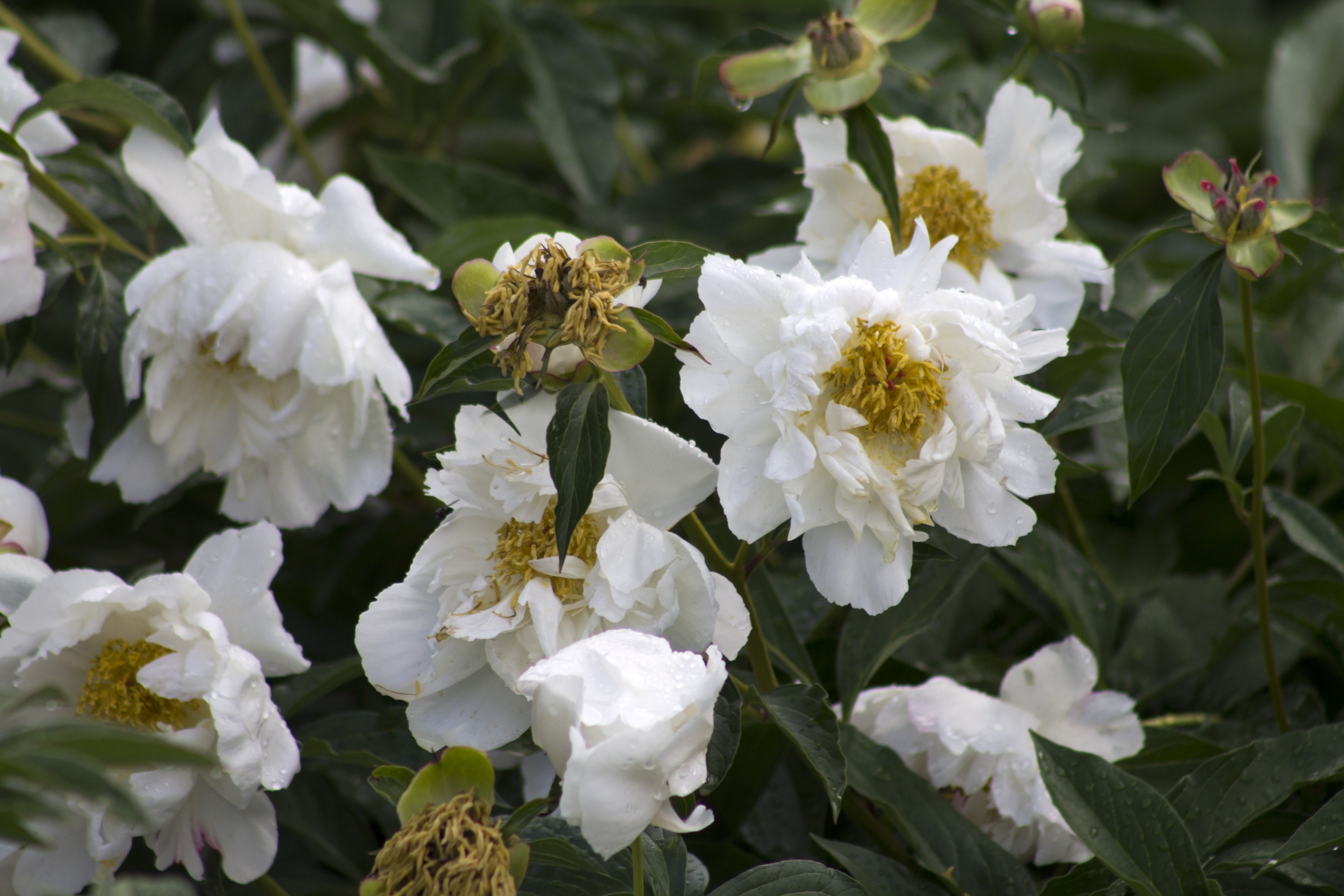 Lots of White Flowers by APlusDesign