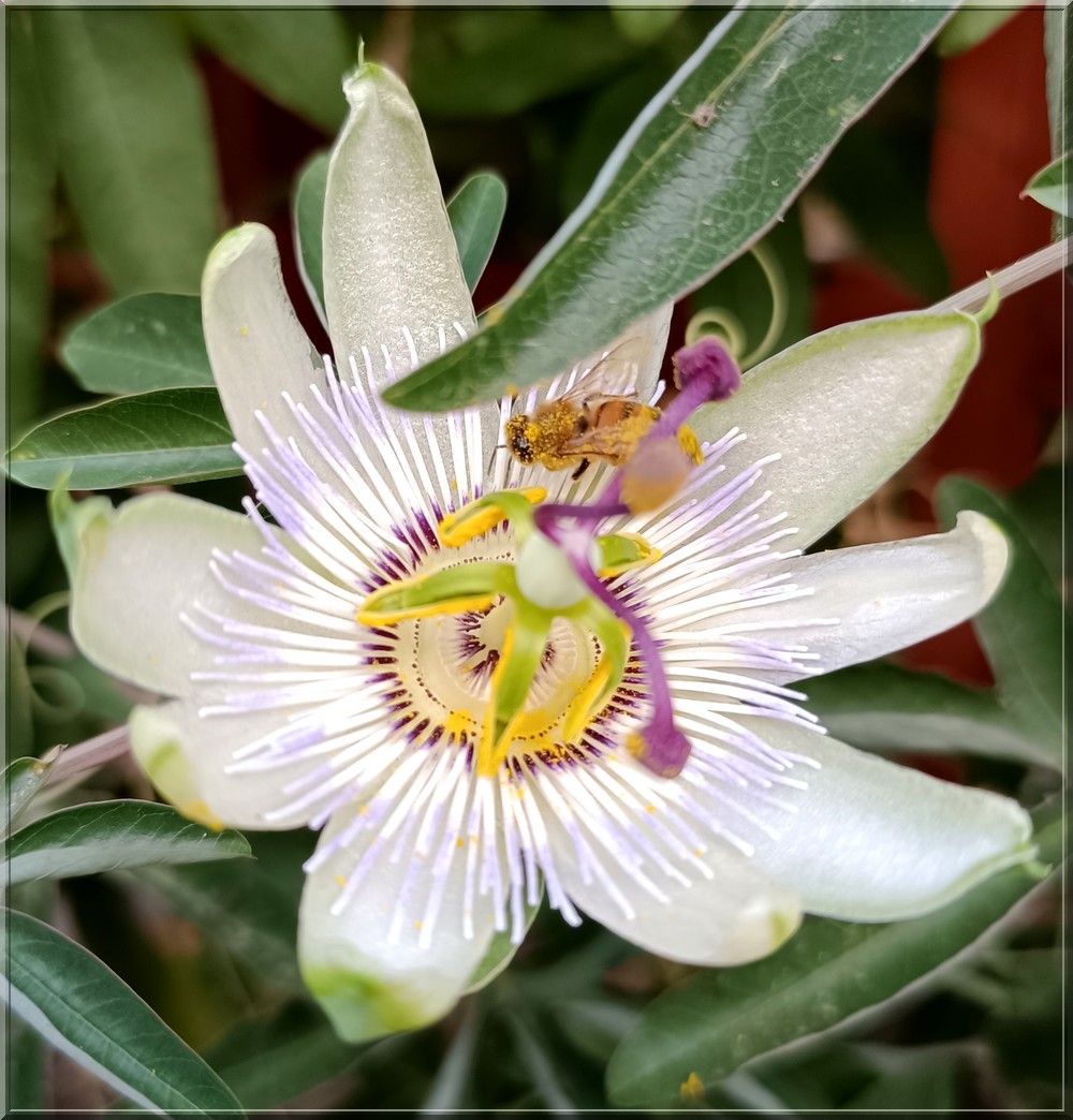 Bee on a passion flower by nemesis74s