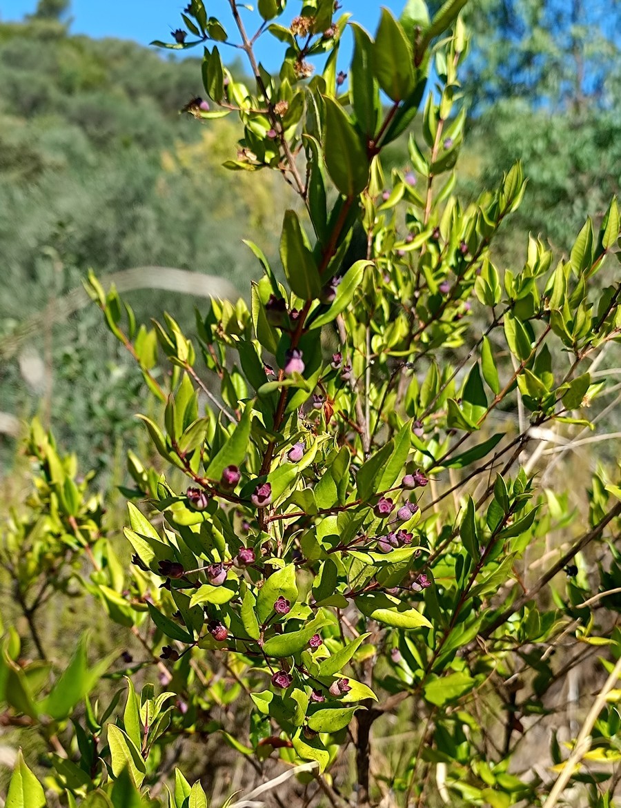 Wild myrtle by nemesis74s