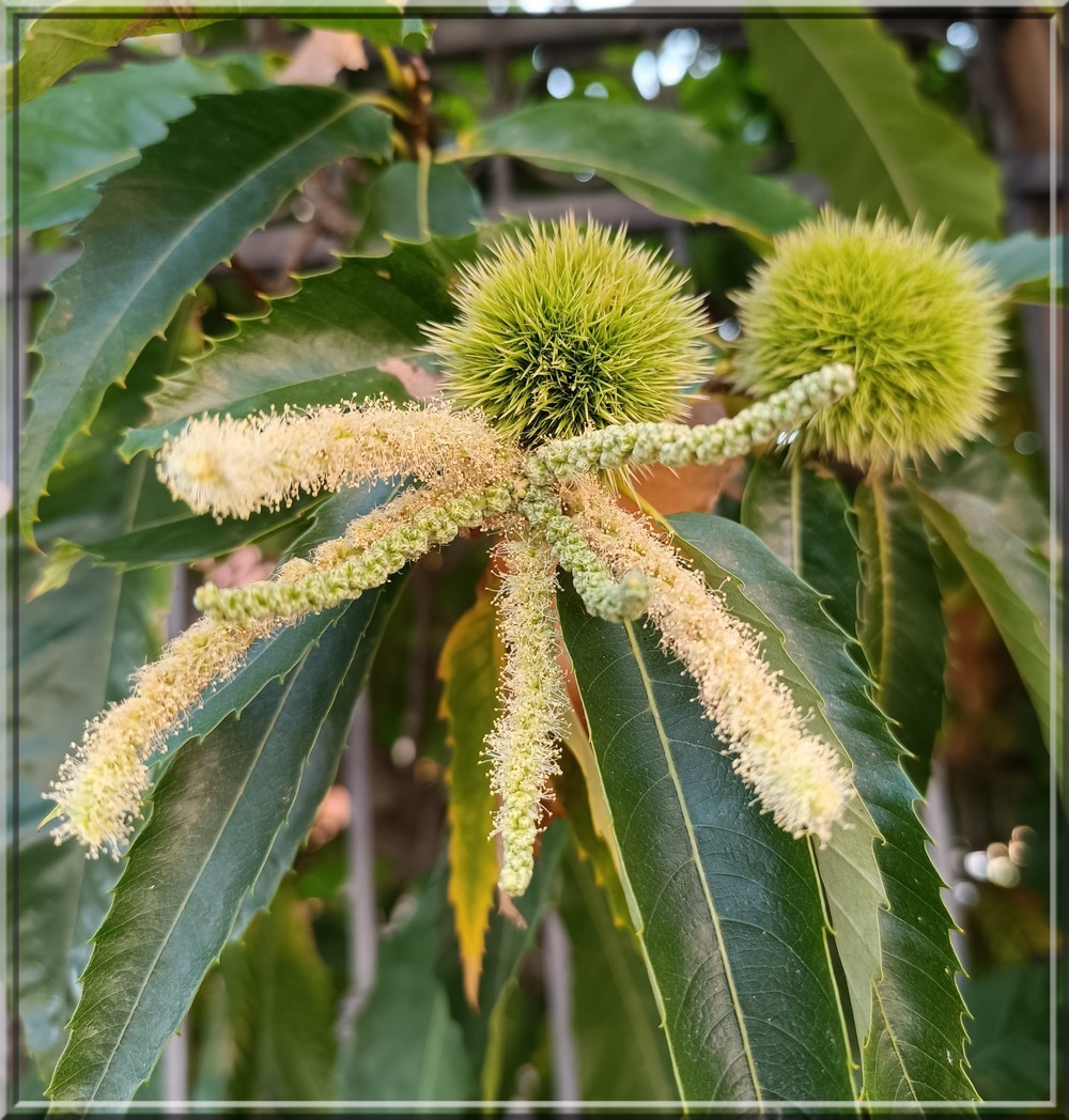 Chestnut by nemesis74s