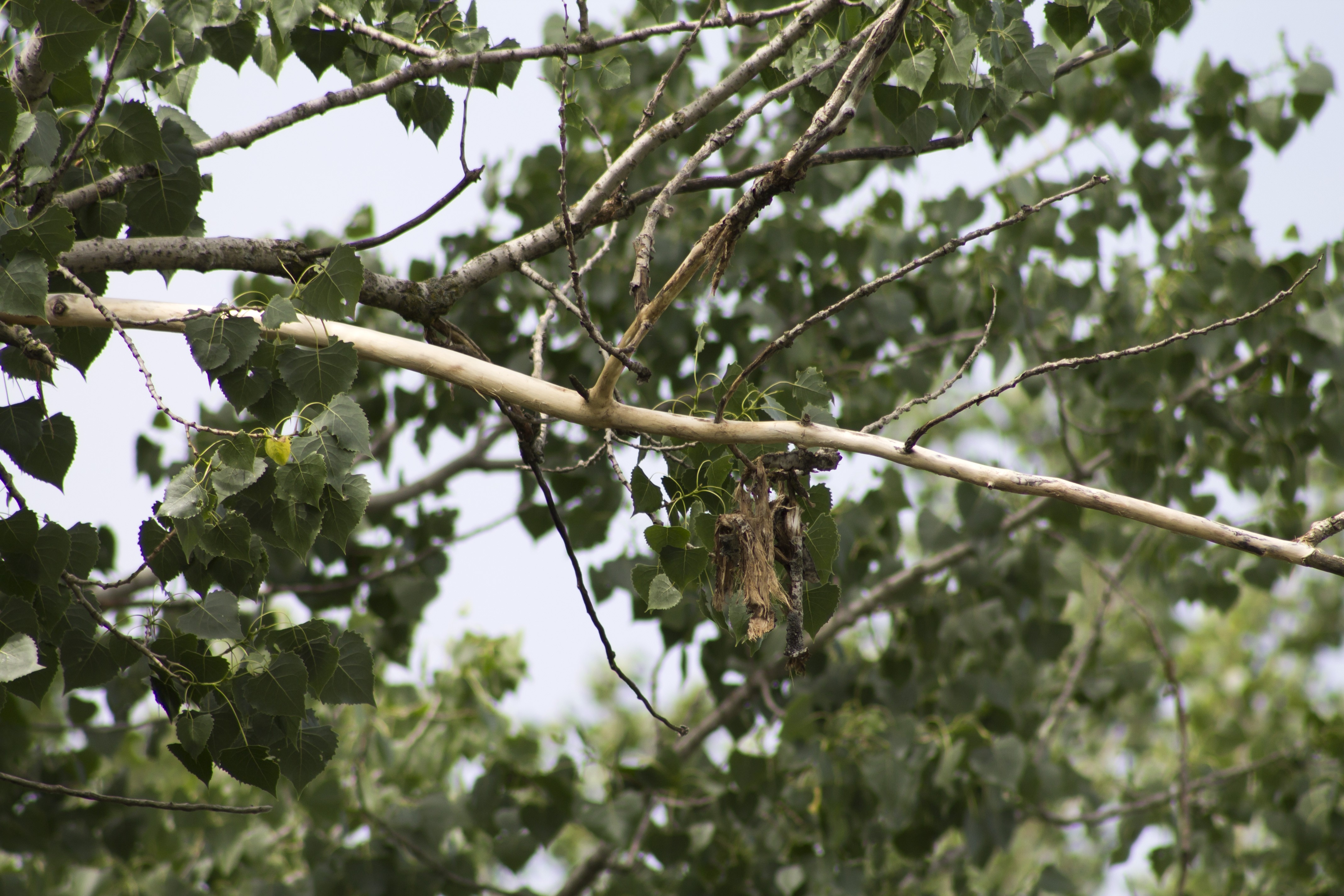 Branch Reaching Over by APlusDesign