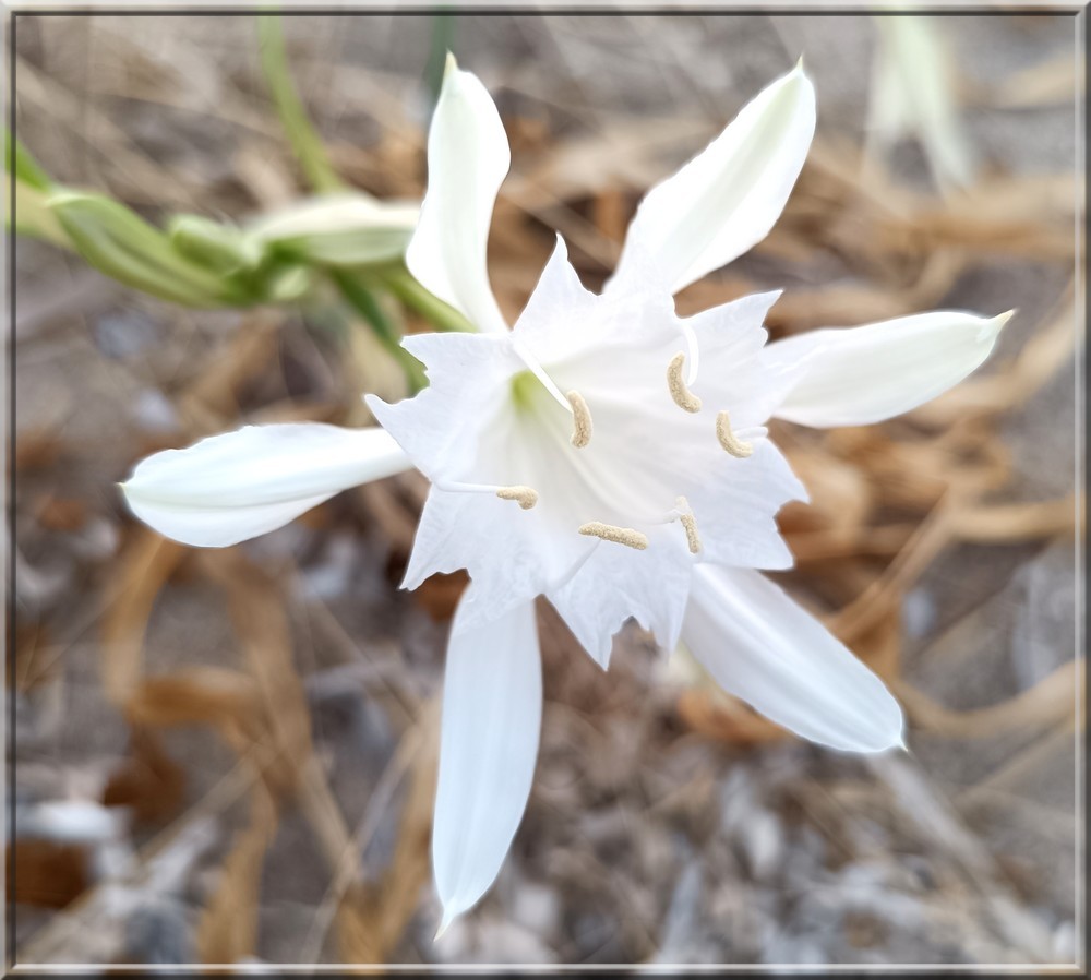 Sand lily by nemesis74s