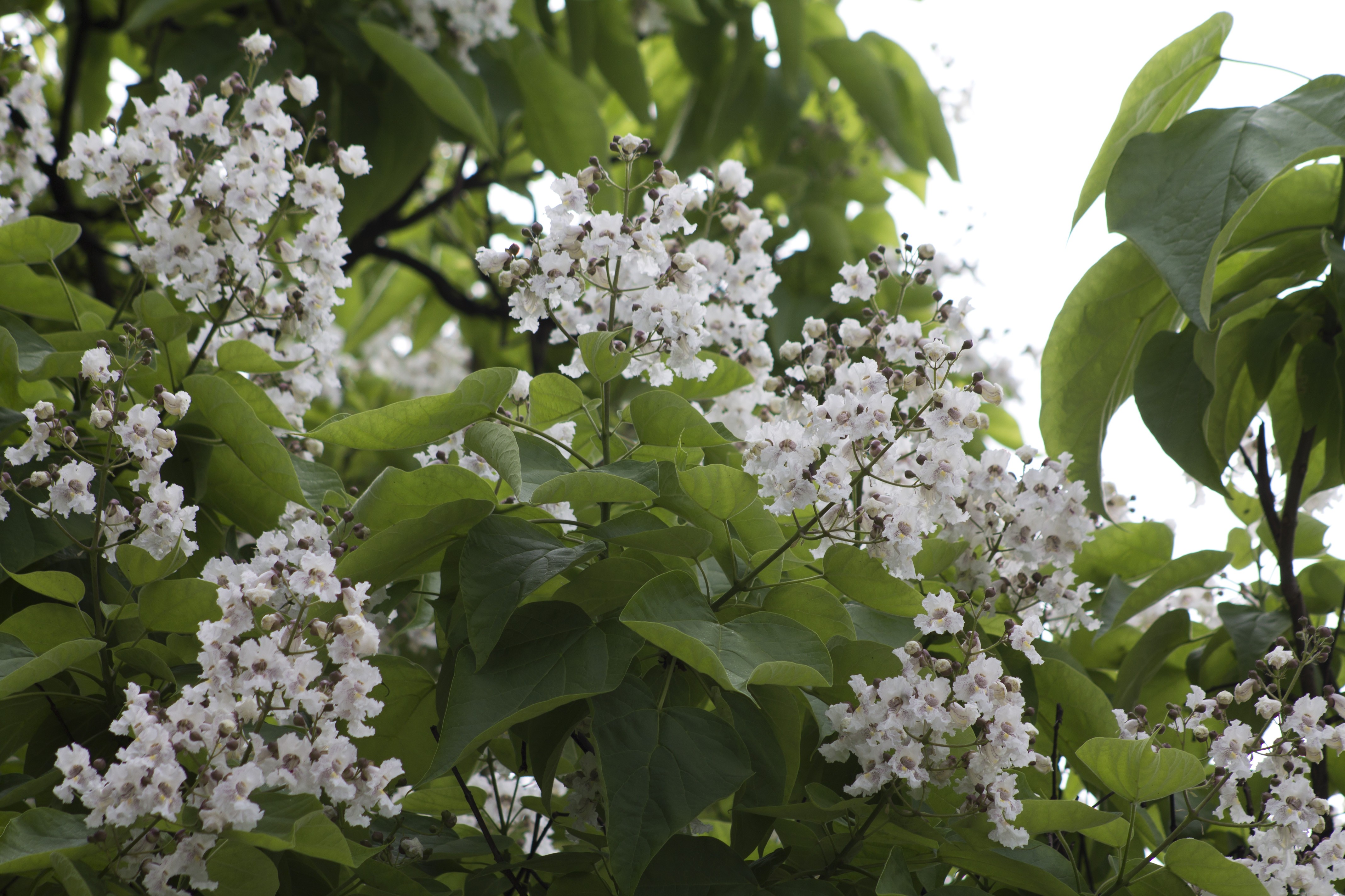 Pretty Tree Flowers by APlusDesign