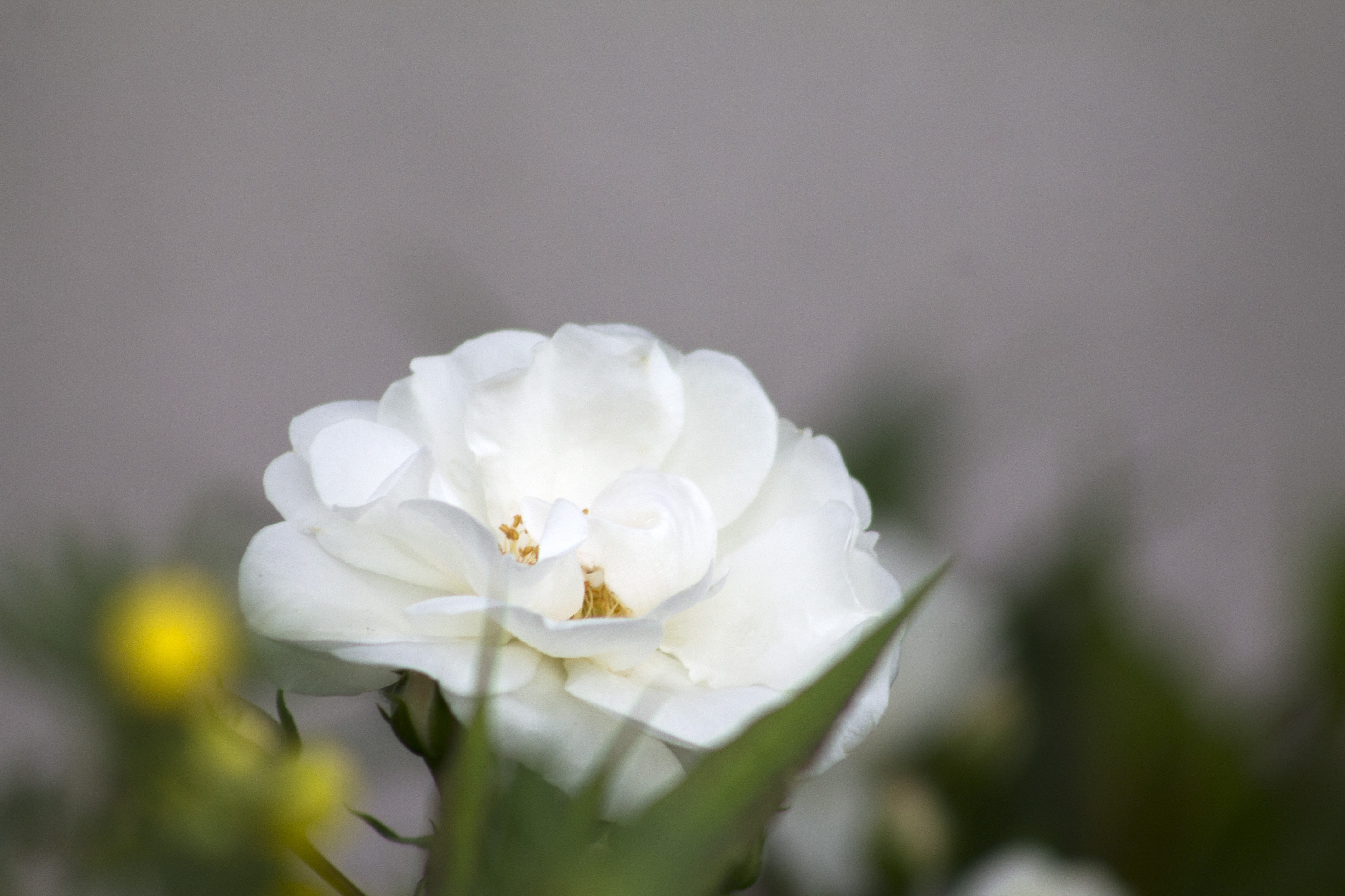 Emerging Flower by APlusDesign