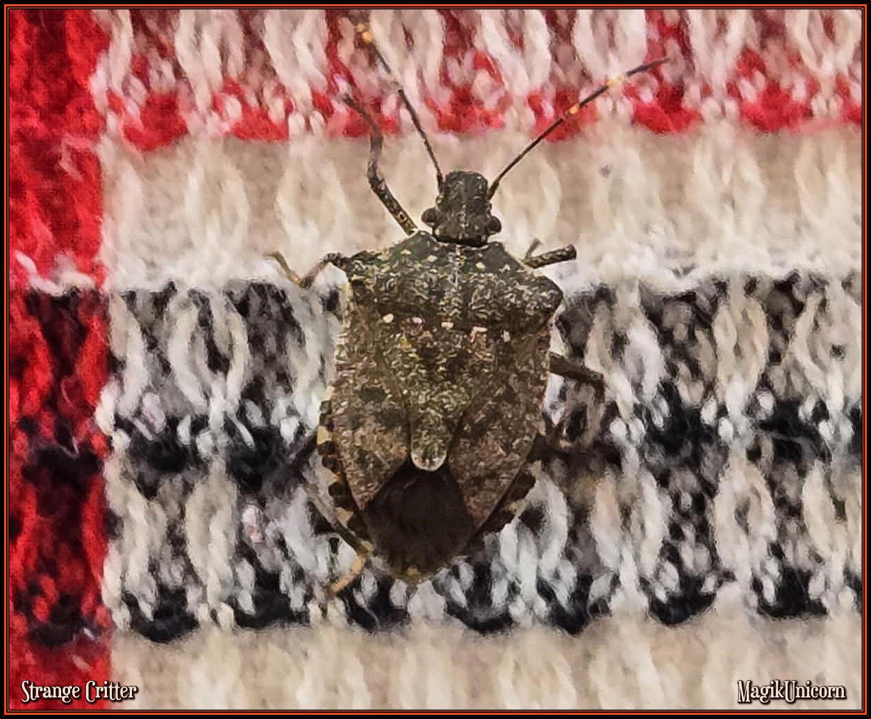 Strange Critter by MagikUnicorn