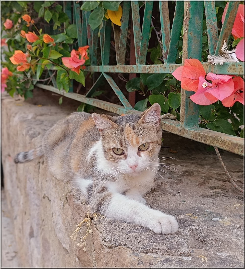 Calico among the flowers by nemesis74s