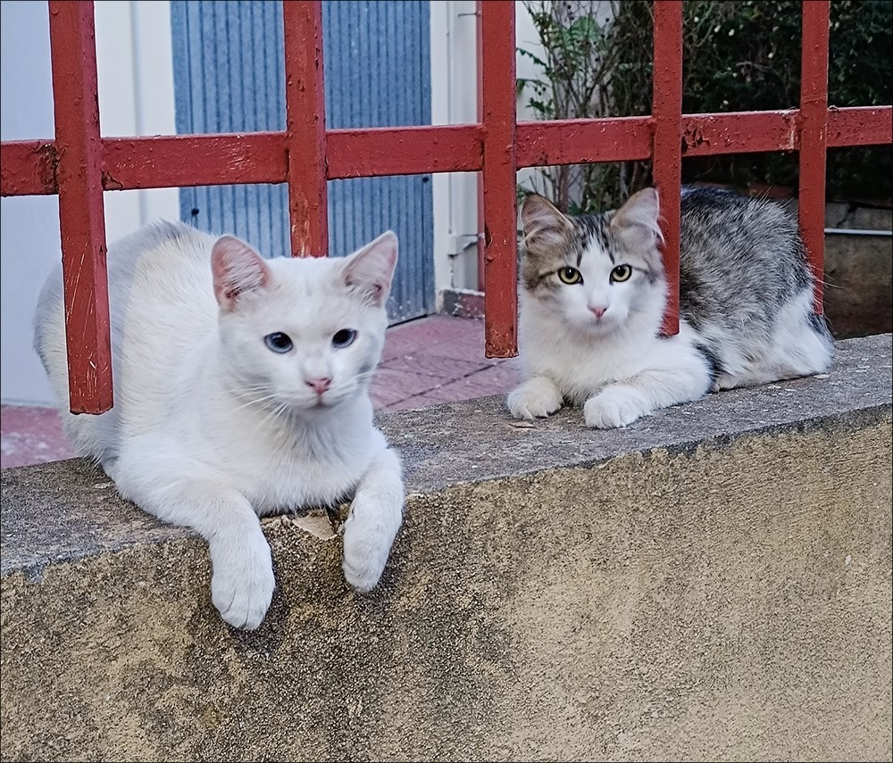 "We are so cute!" by nemesis74s