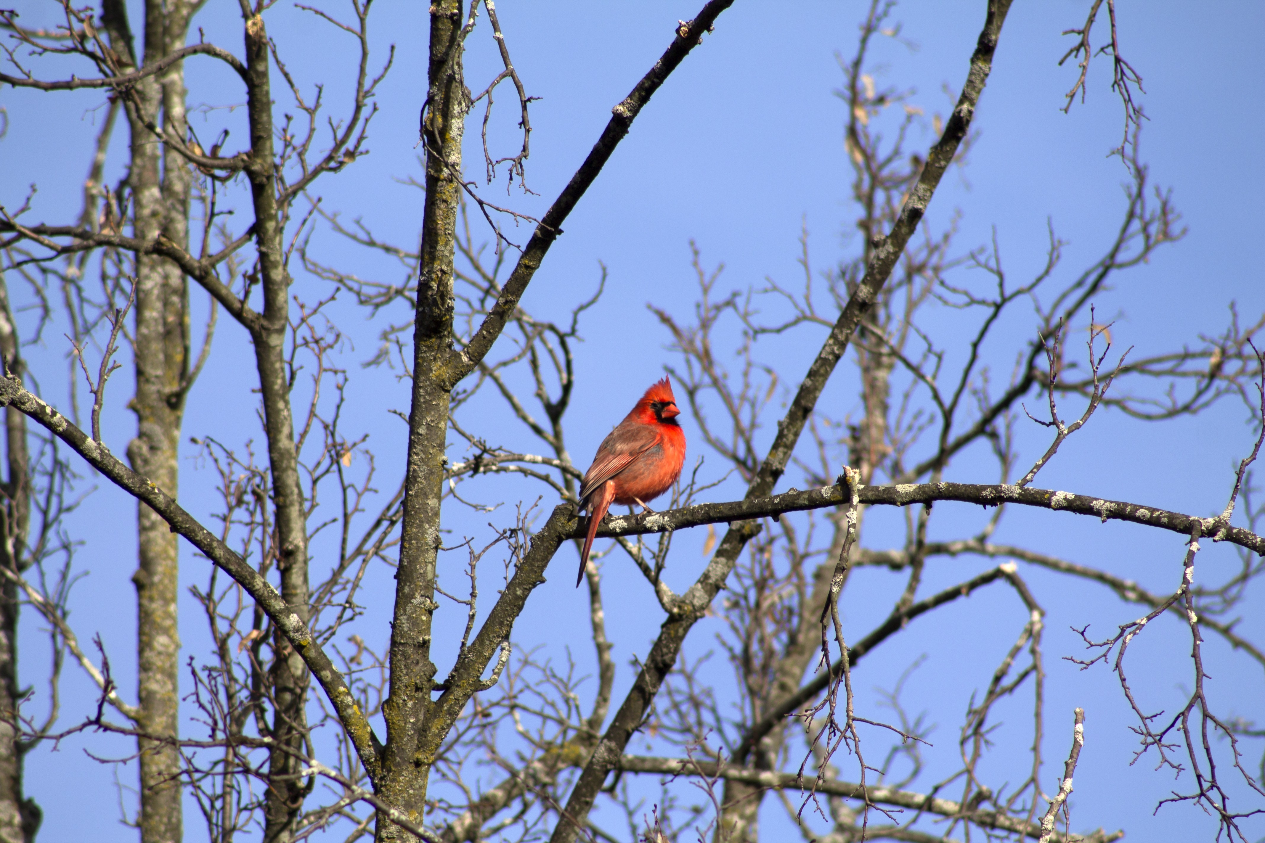 Little Red Cardinal by APlusDesign