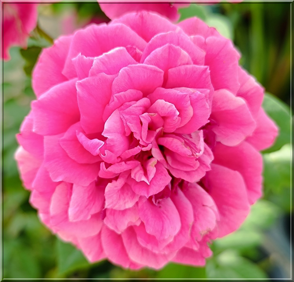 "Princess Anne" roses by nemesis74s