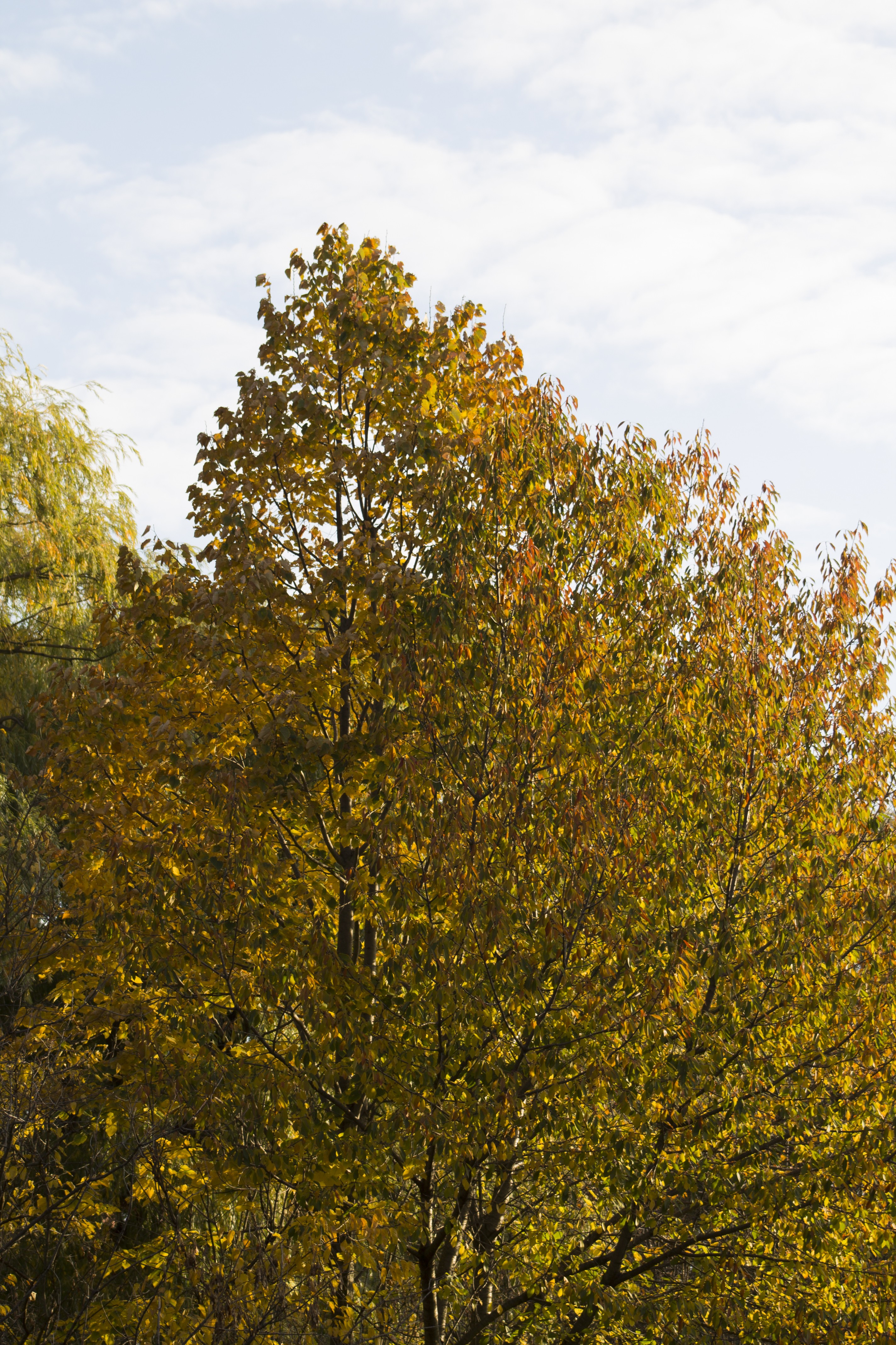 Orange Yellow Fall Leaves of the Trees by APlusDesign