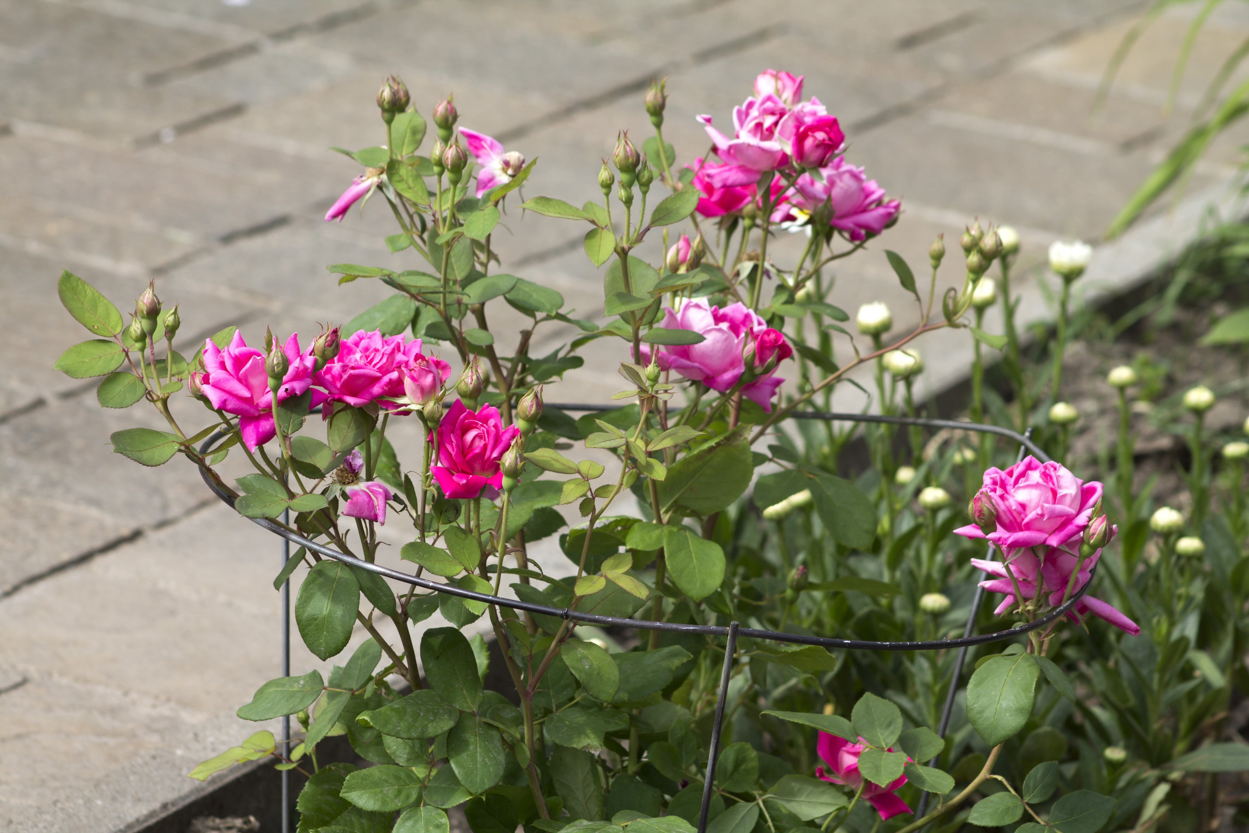 Pink Roses Growing up by APlusDesign