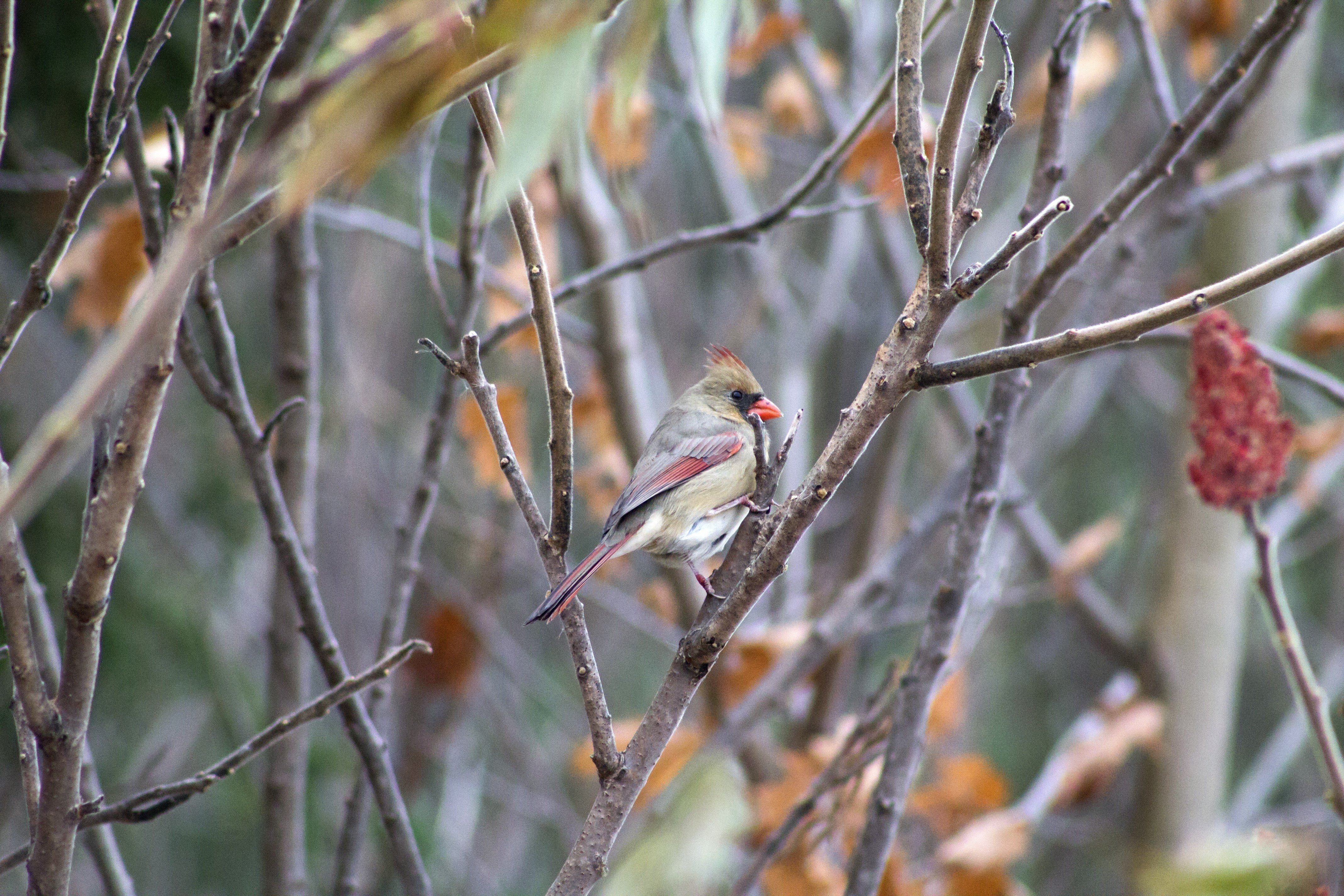Cardinal Looking Back While Perched by APlusDesign