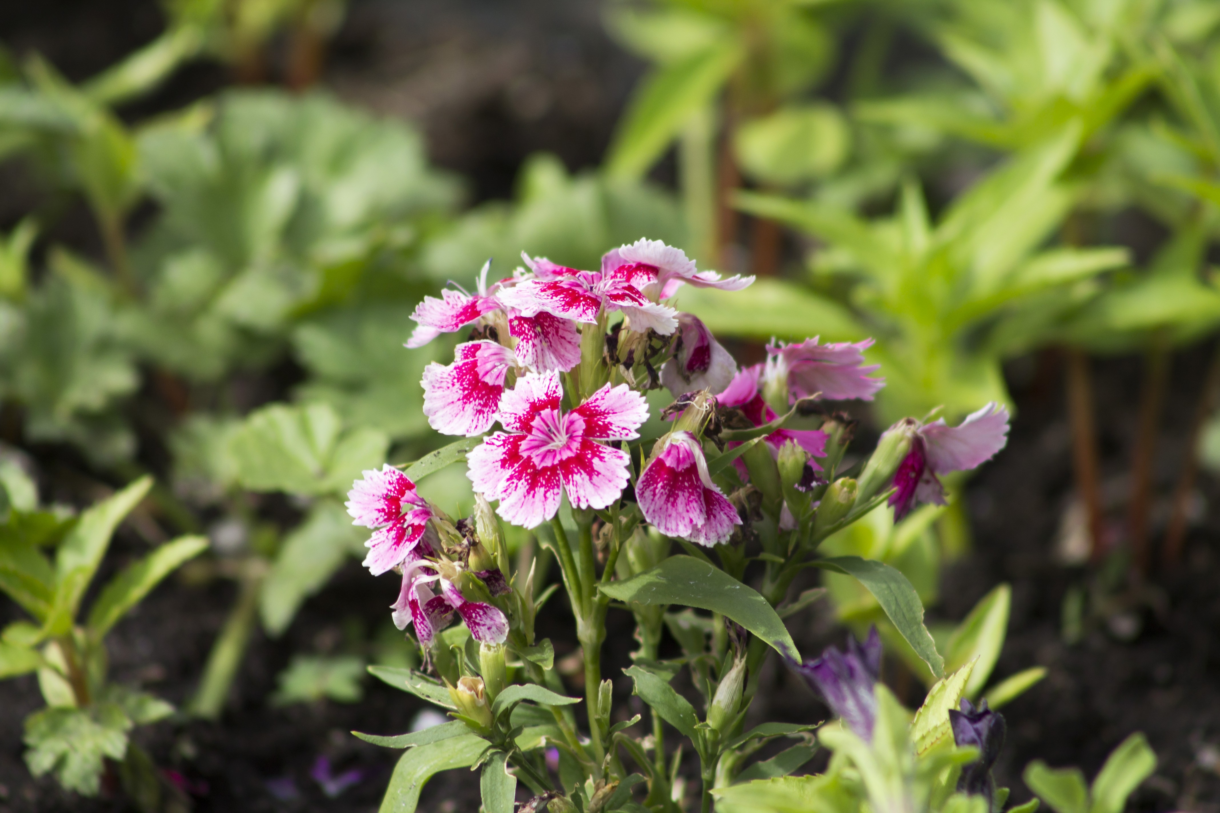 Tiny Dark and Light Pink Flowers by APlusDesign