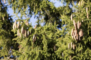 Little Pine Cones on the Branches by APlusDesign