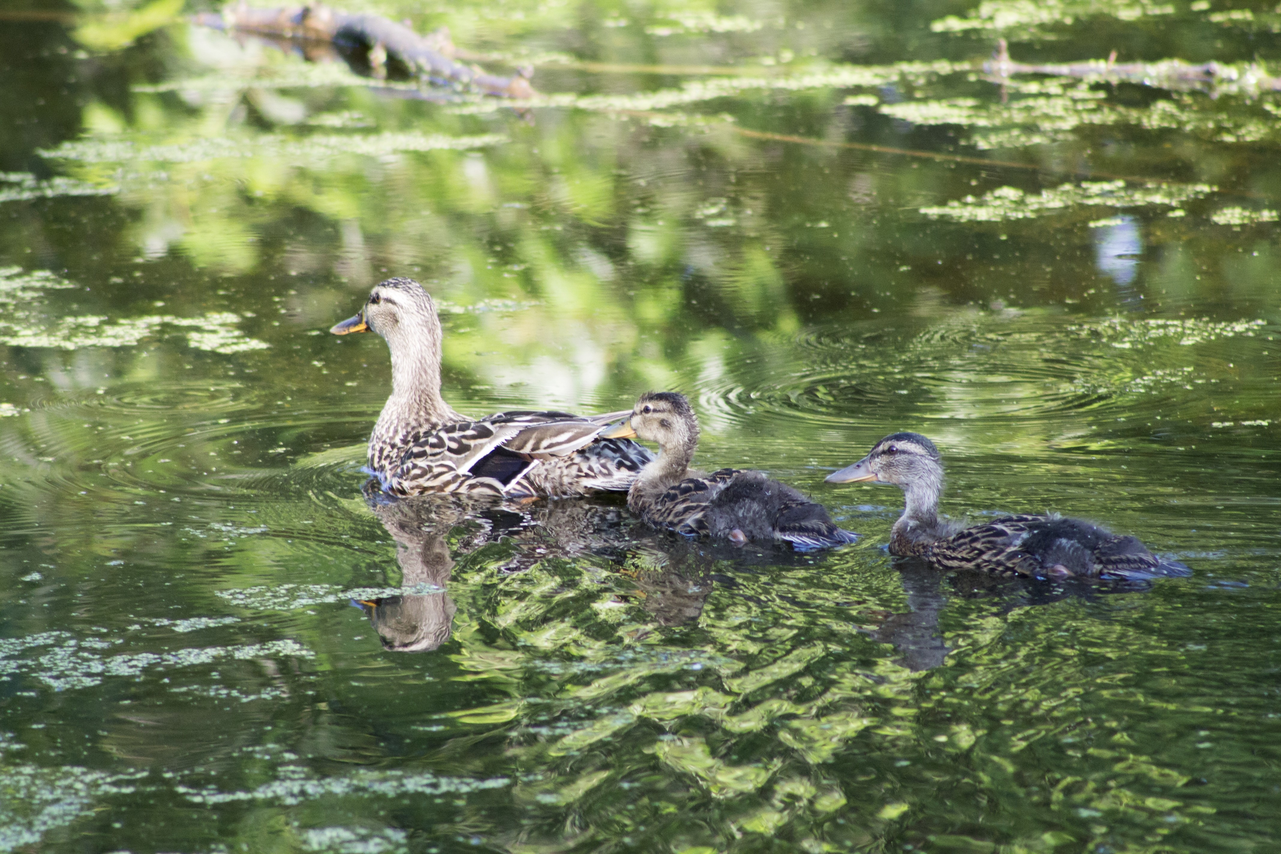 Family Trio of Mallard Ducks by APlusDesign