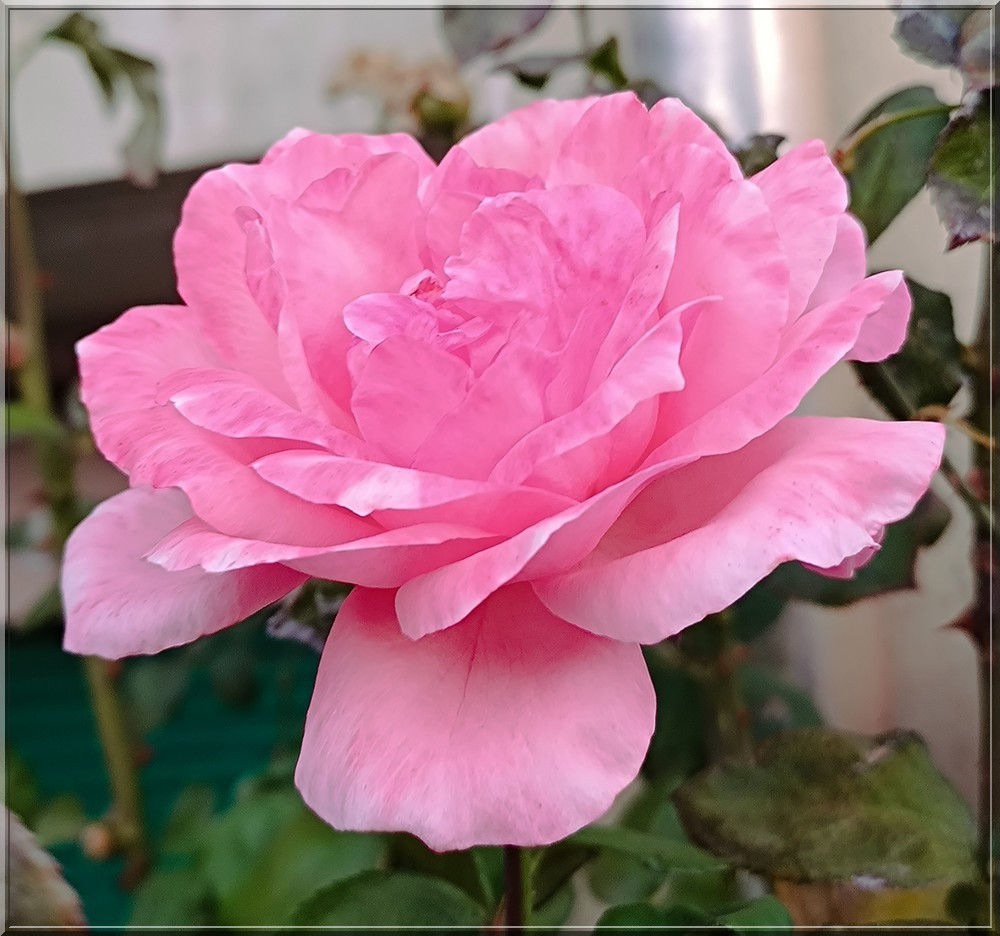Big pink rose by nemesis74s